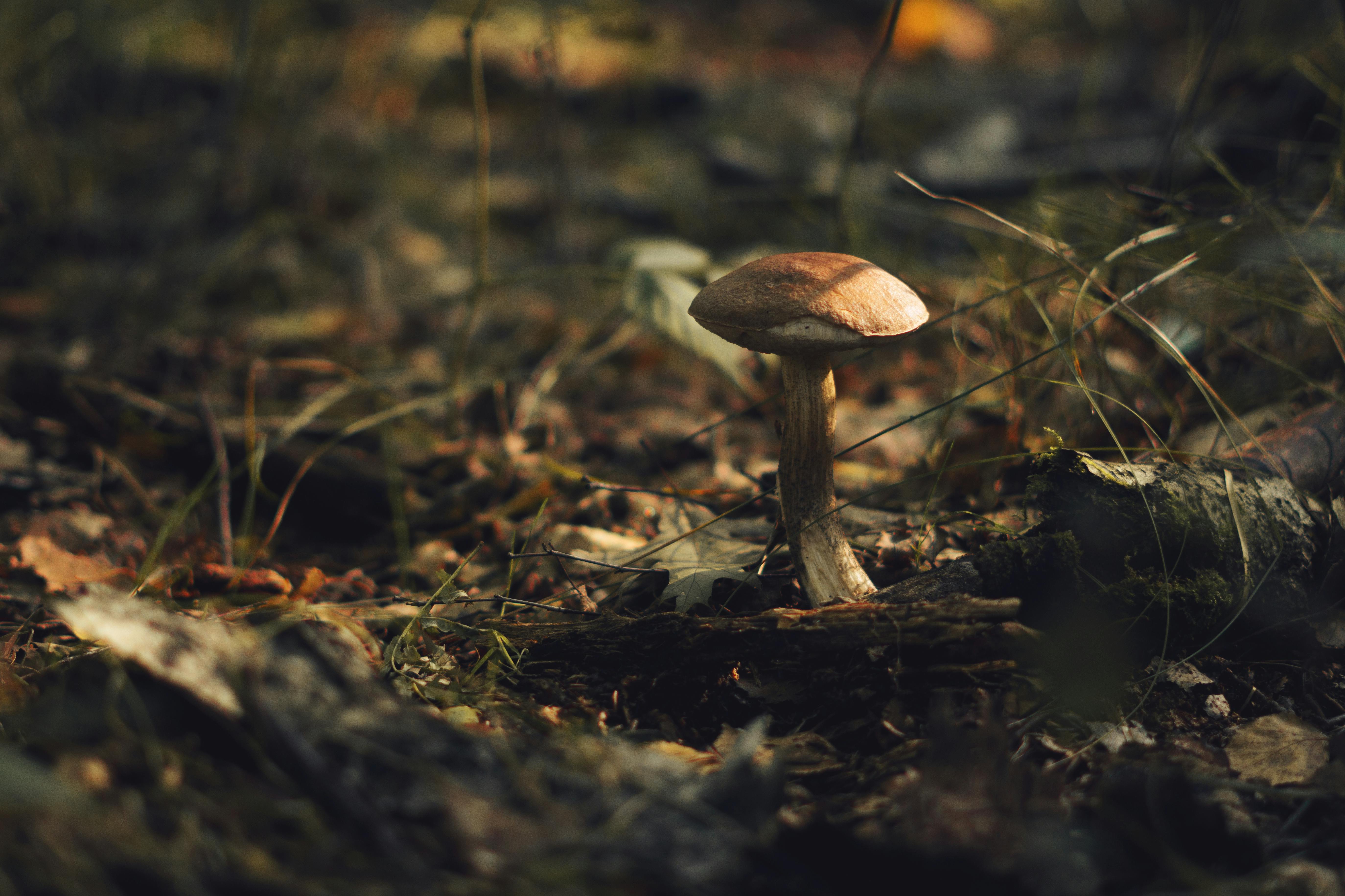 1+ Fotos y Imágenes de Witchis Gratis · Banco de Fotos Gratis