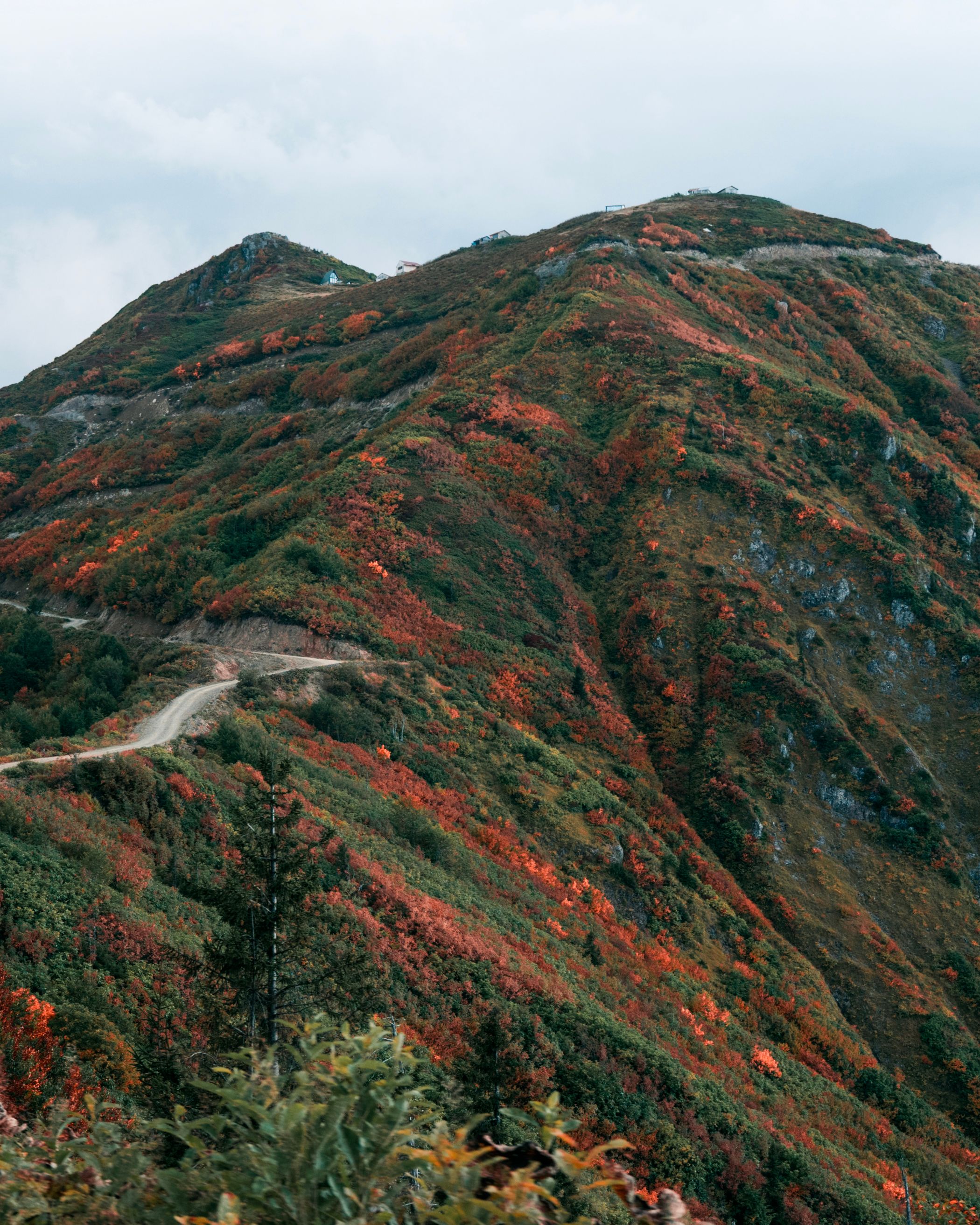 Shrubs Grown on Mountain · Free Stock Photo