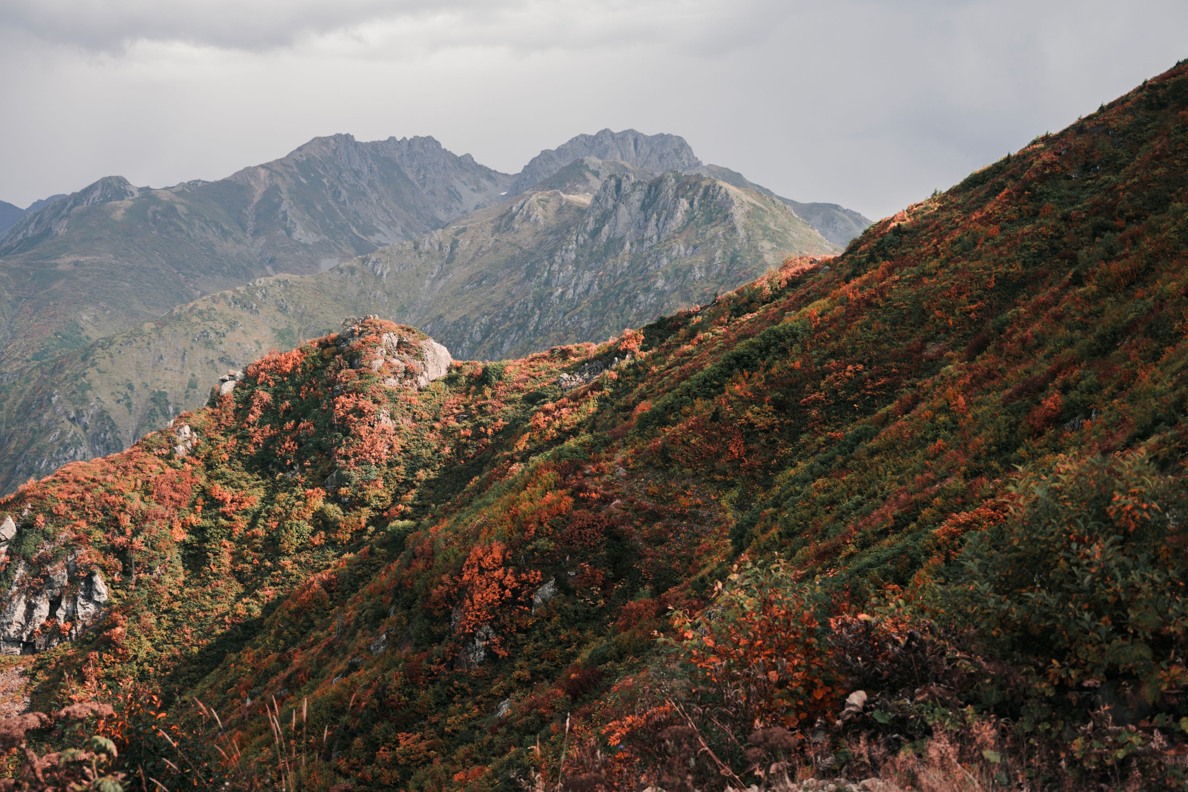 Red Shrubs Grow on Rocky Mountains · Free Stock Photo