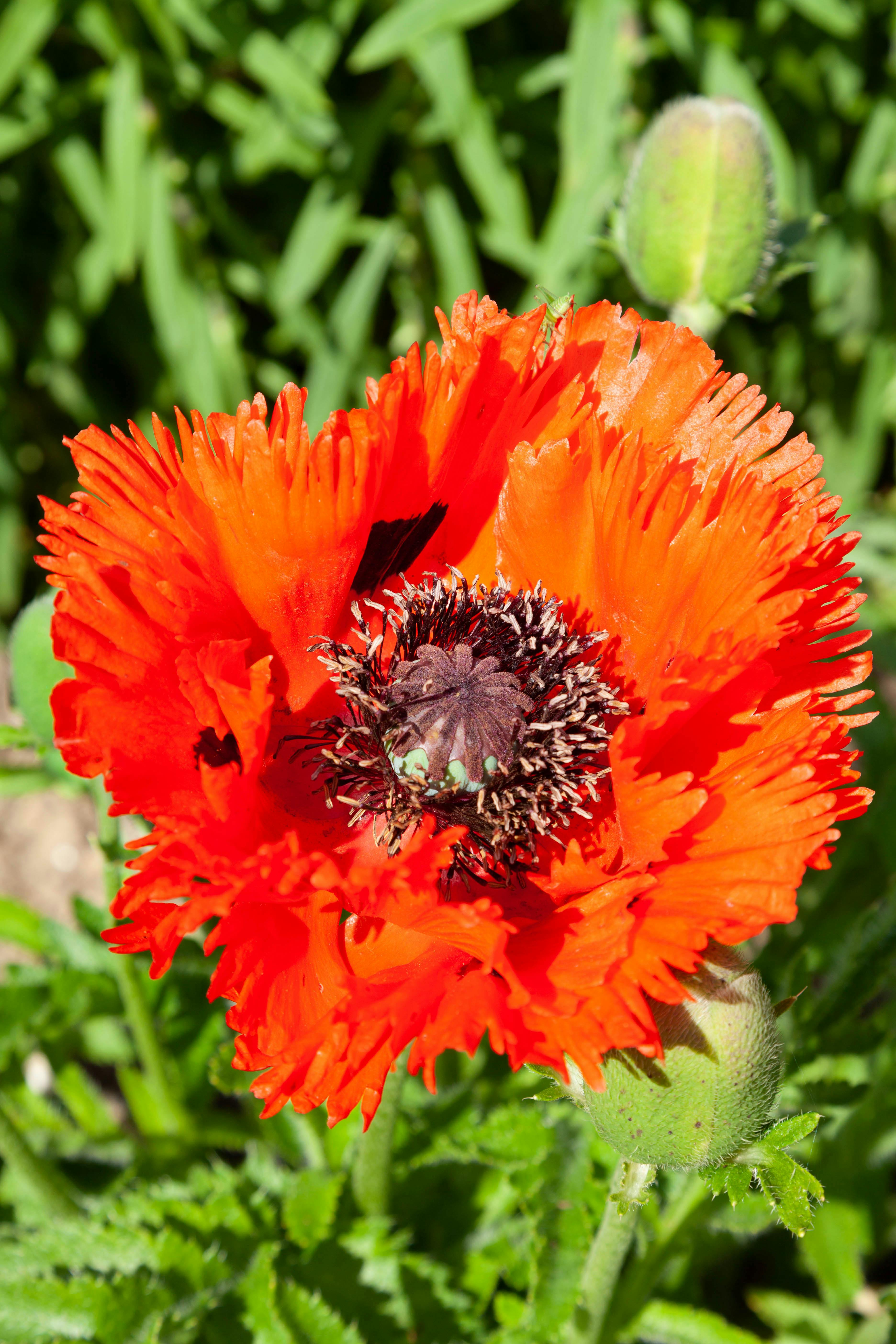 Flower Scanner Photos, Download The BEST Free Flower Scanner Stock ...