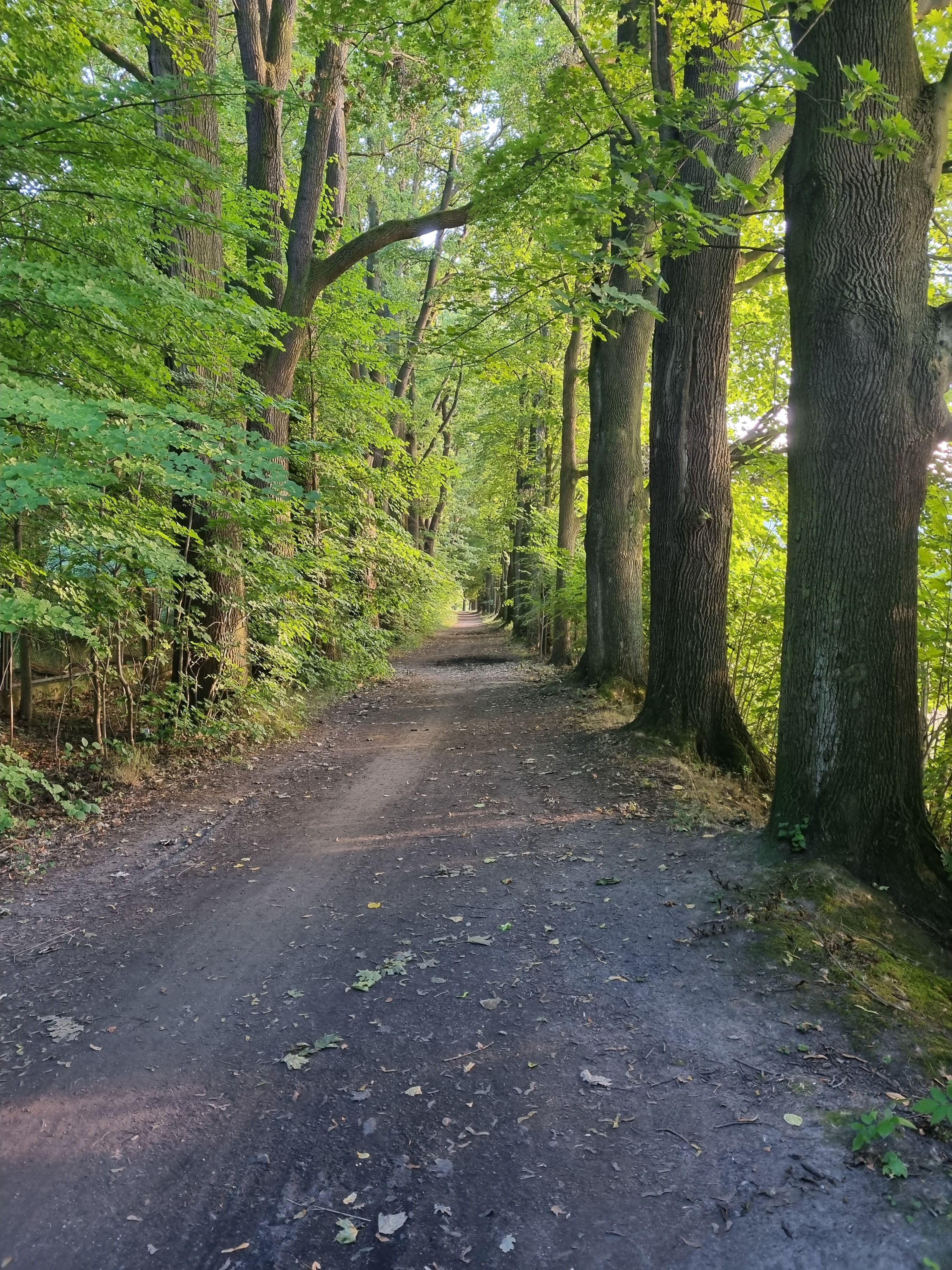 A Road in a Forest · Free Stock Photo