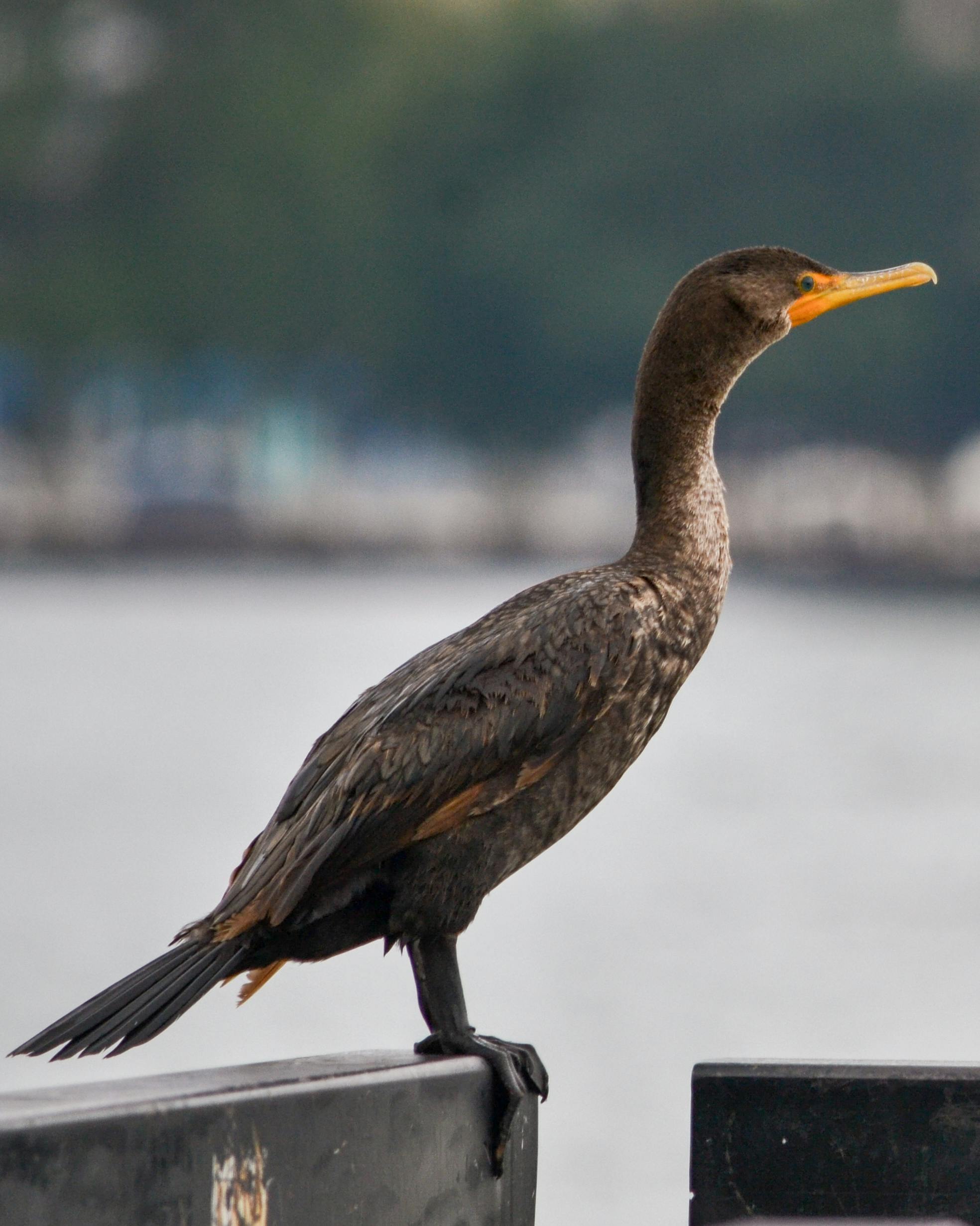 Double Crested Cormorant Photos, Download The BEST Free Double Crested ...