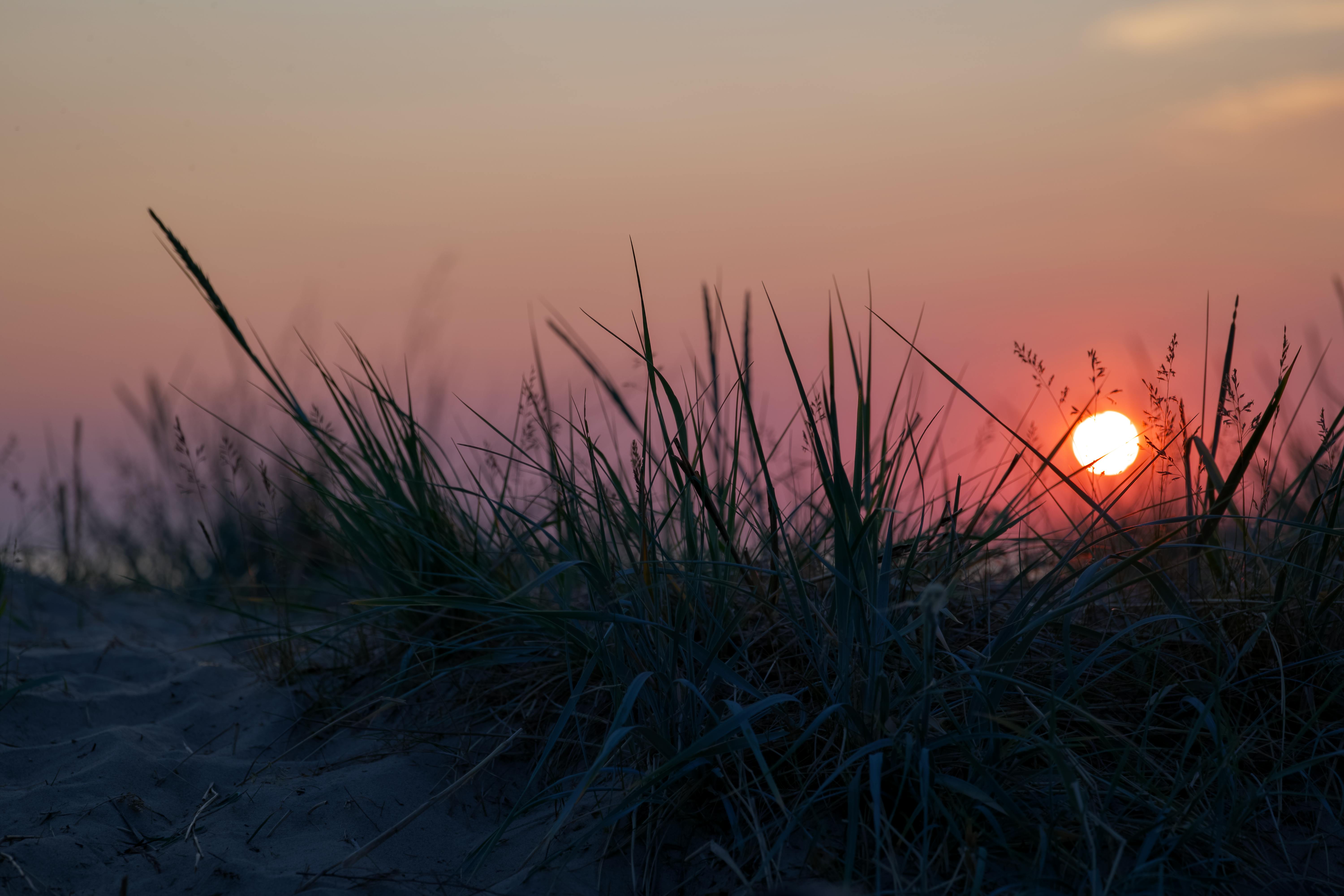 Grass on Beach at Sunset · Free Stock Photo