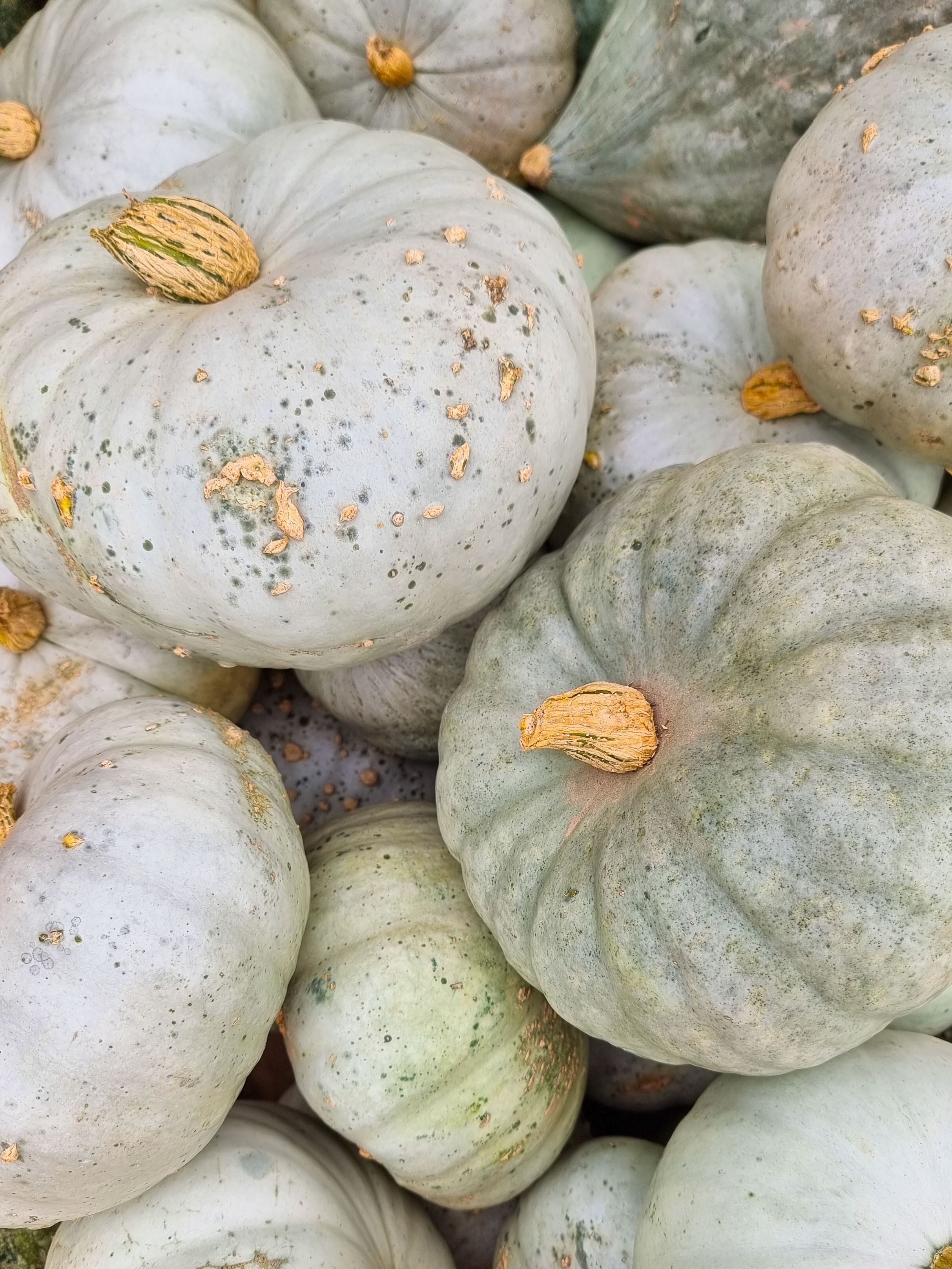 Close up of White Pumpkins · Free Stock Photo
