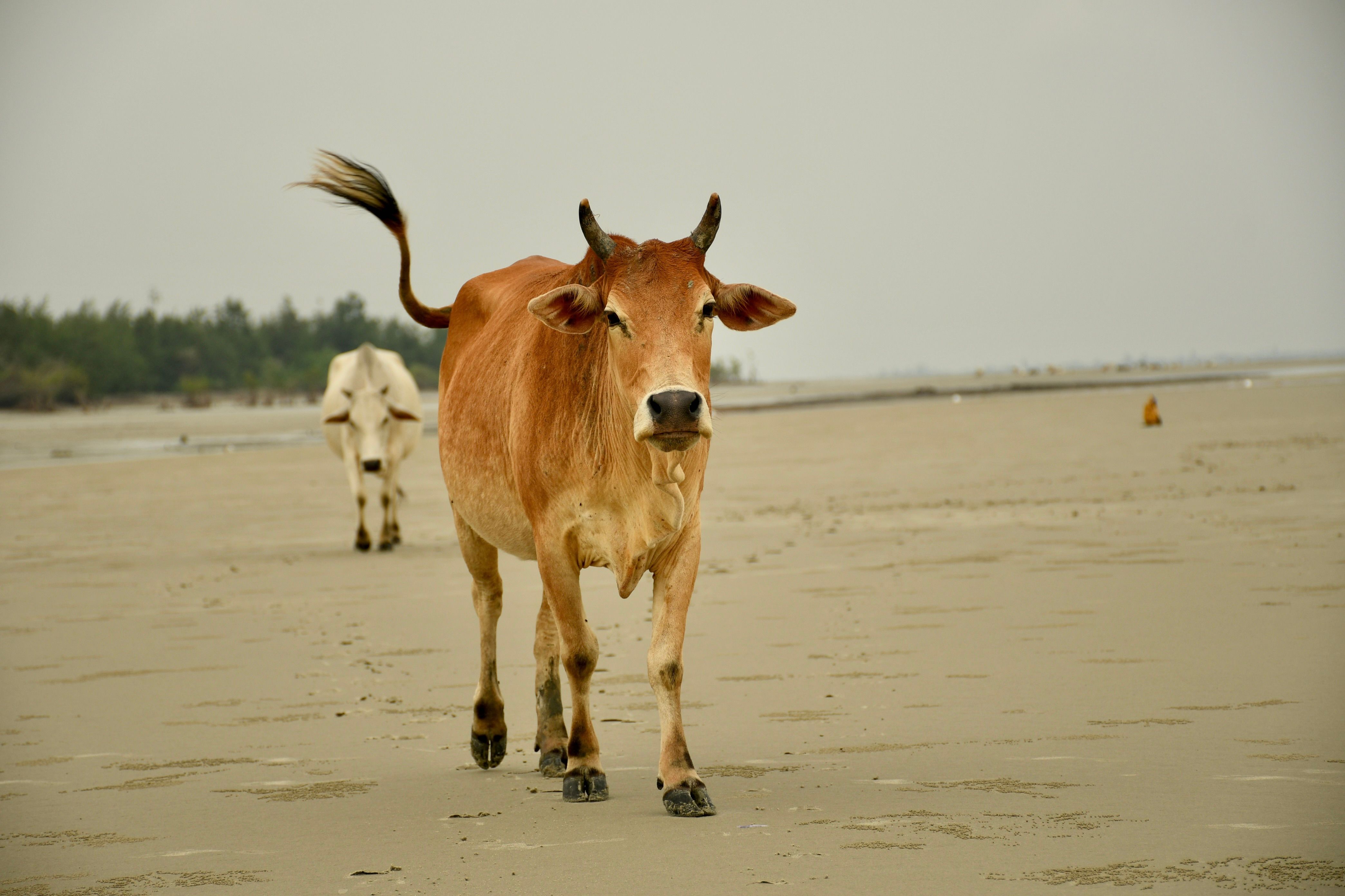 Cows On Beach Photos, Download The BEST Free Cows On Beach Stock Photos ...