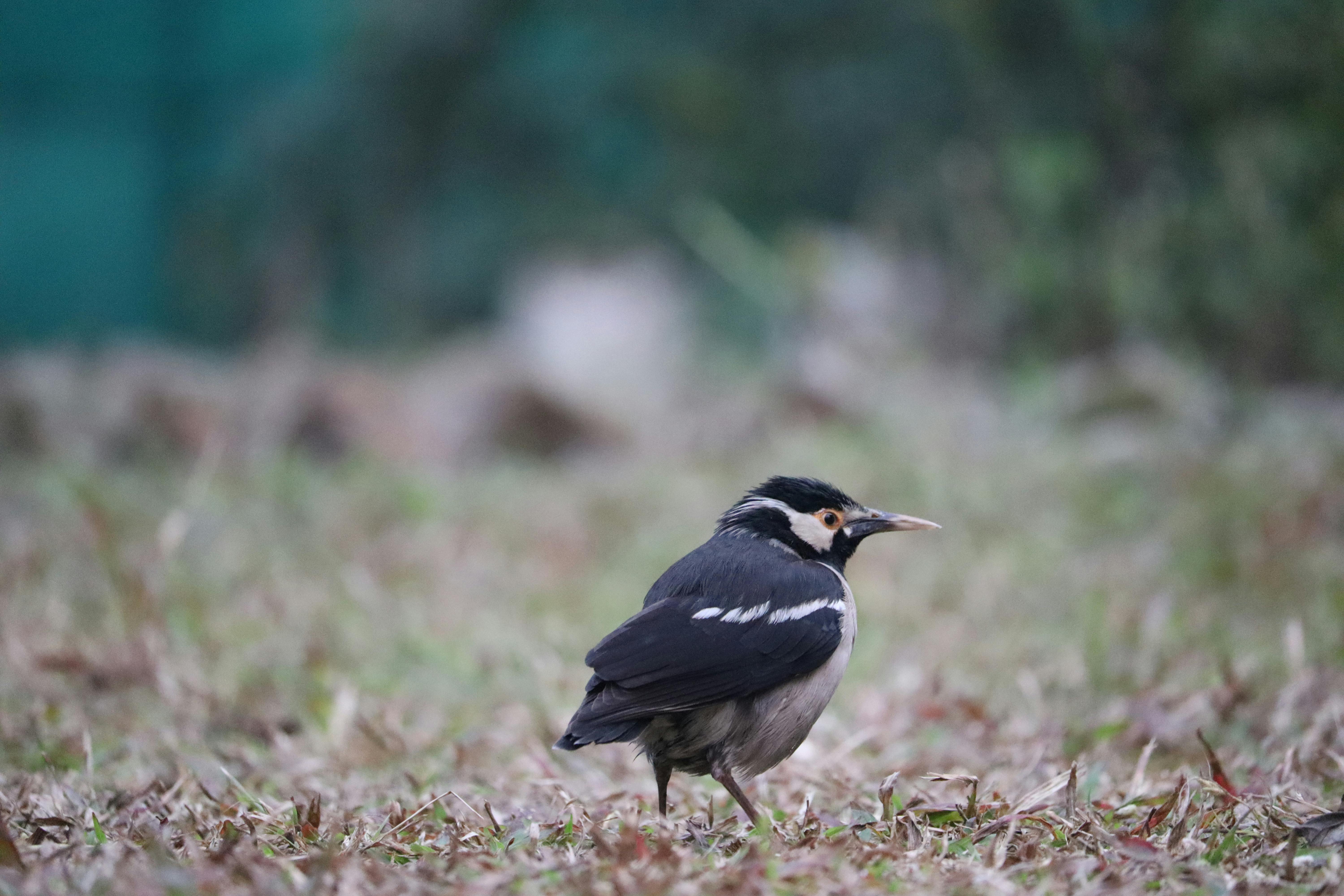 Indian Mina Bird Photos, Download The BEST Free Indian Mina Bird Stock ...