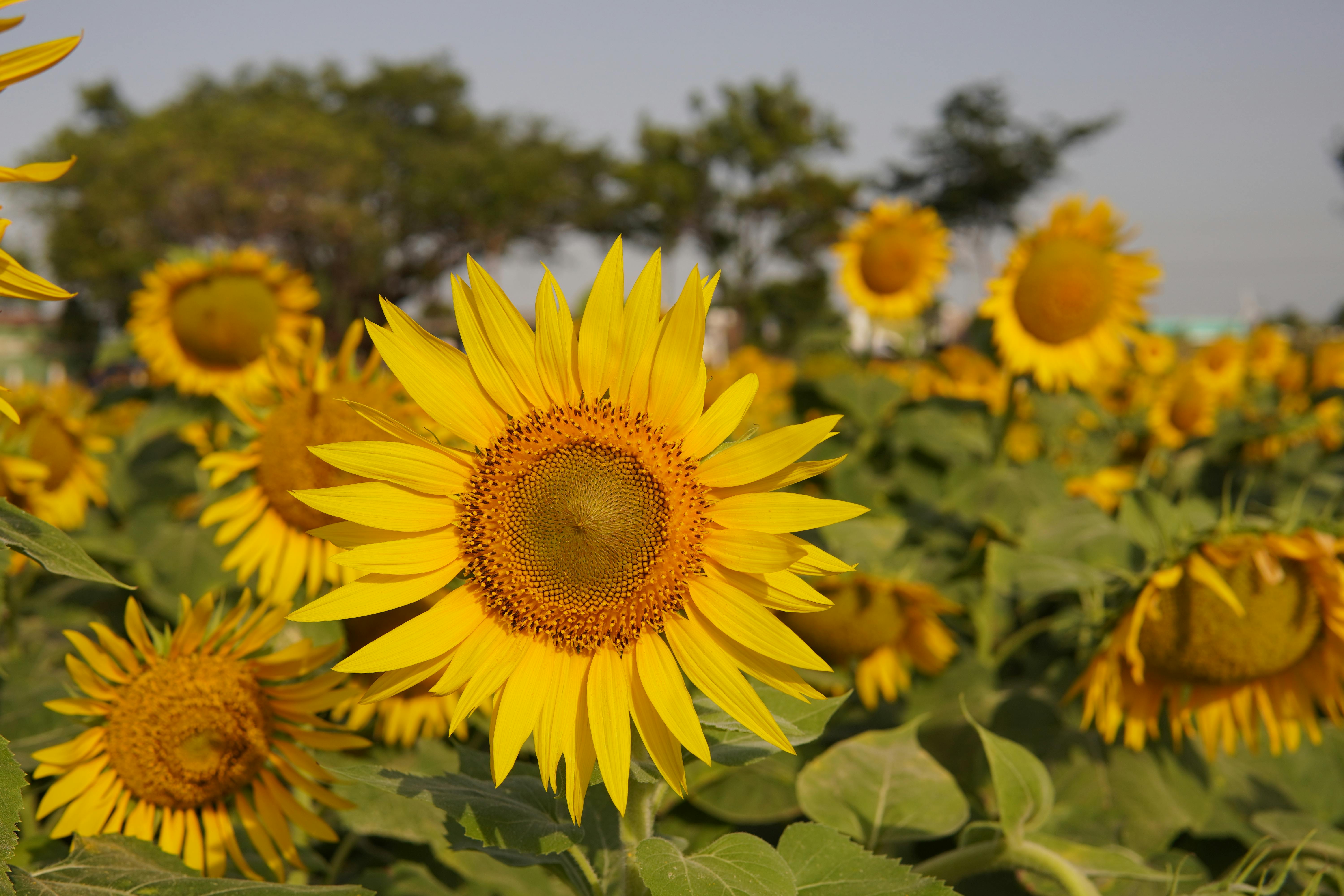 Yellow Sunflowers Blossoming on a Field · Free Stock Photo