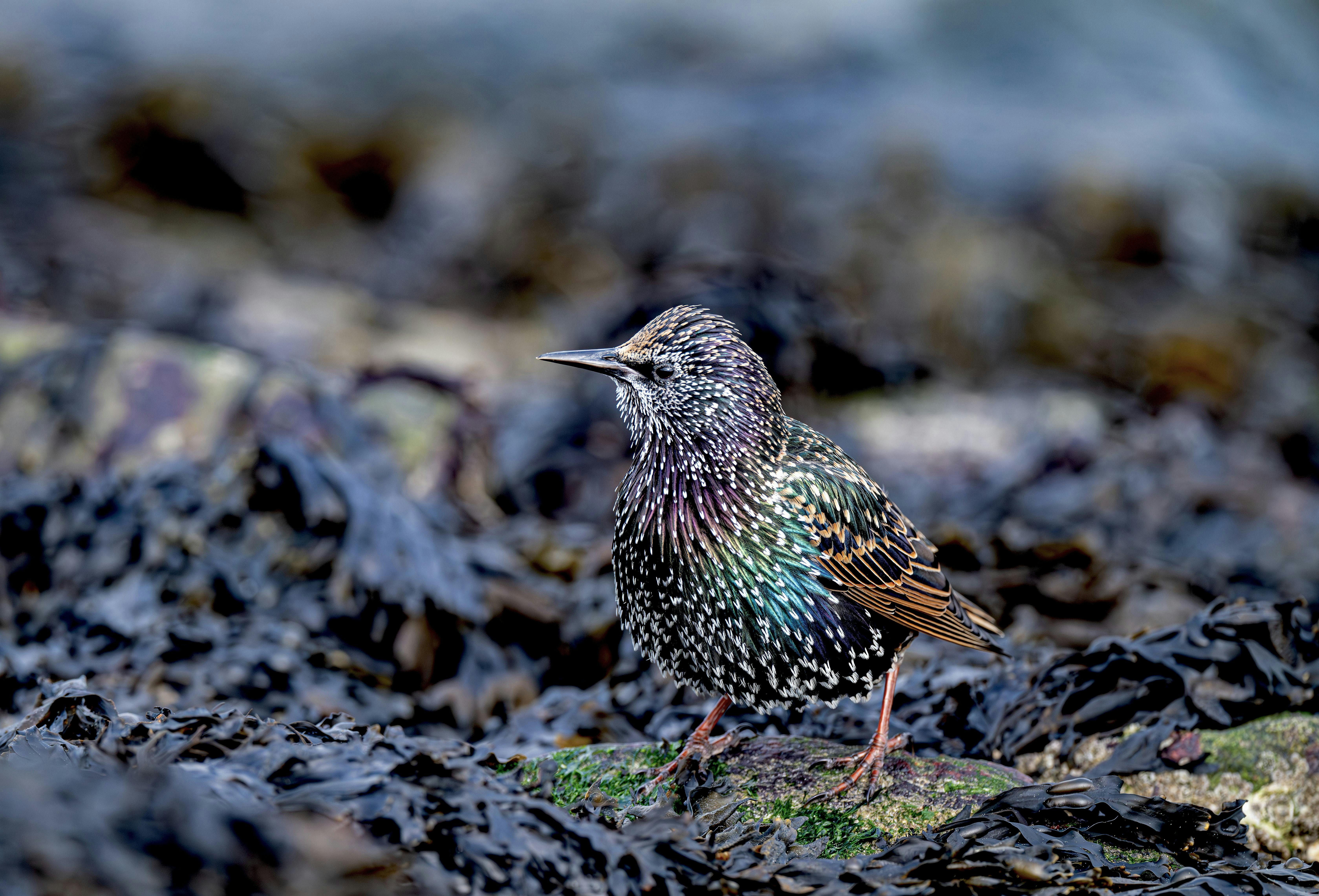 Common Starling Bird · Free Stock Photo