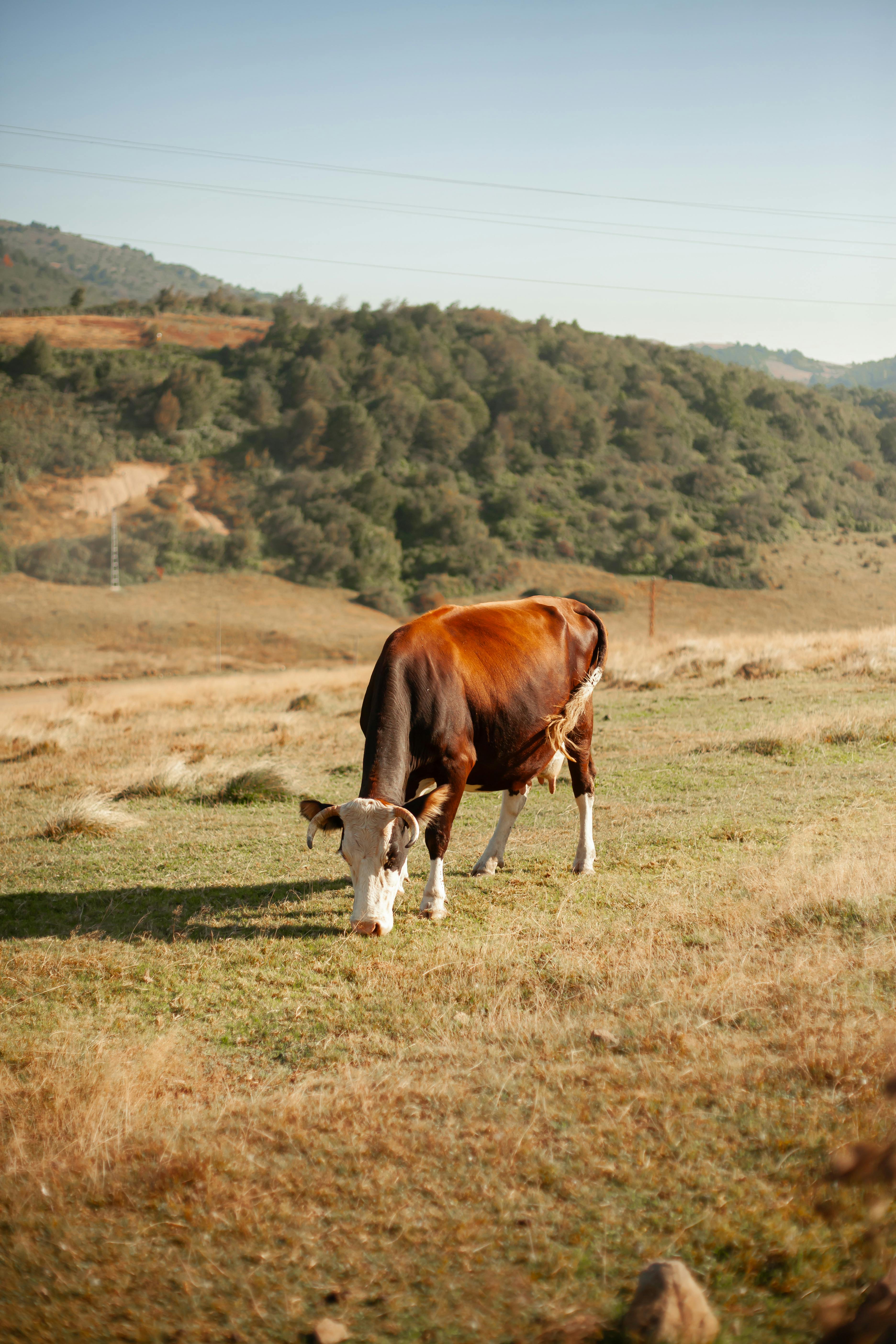 Cow Grazing in Summer Rural Scenery · Free Stock Photo