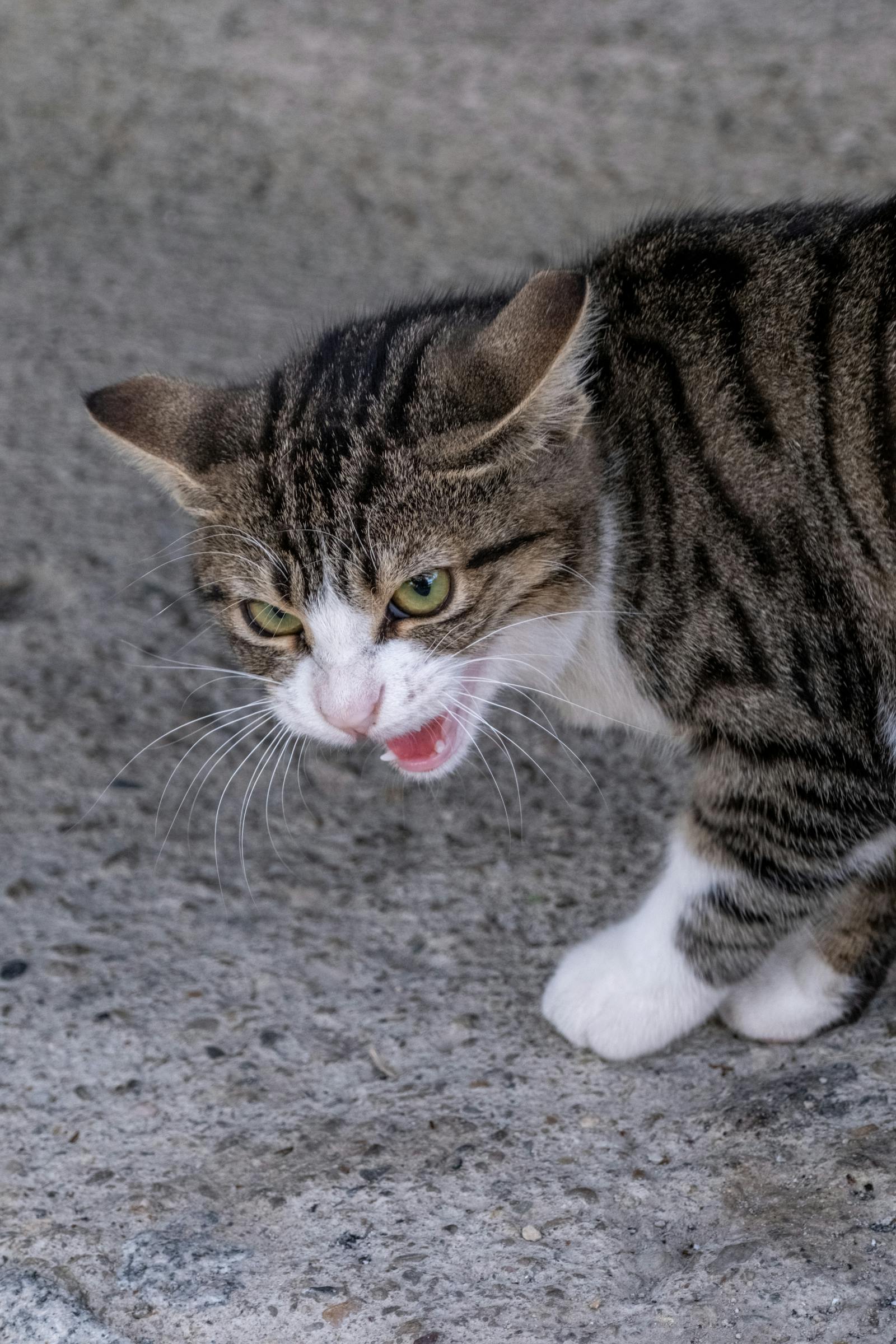 Angry Cat Photos, Download The BEST Free Angry Cat Stock Photos & HD Images