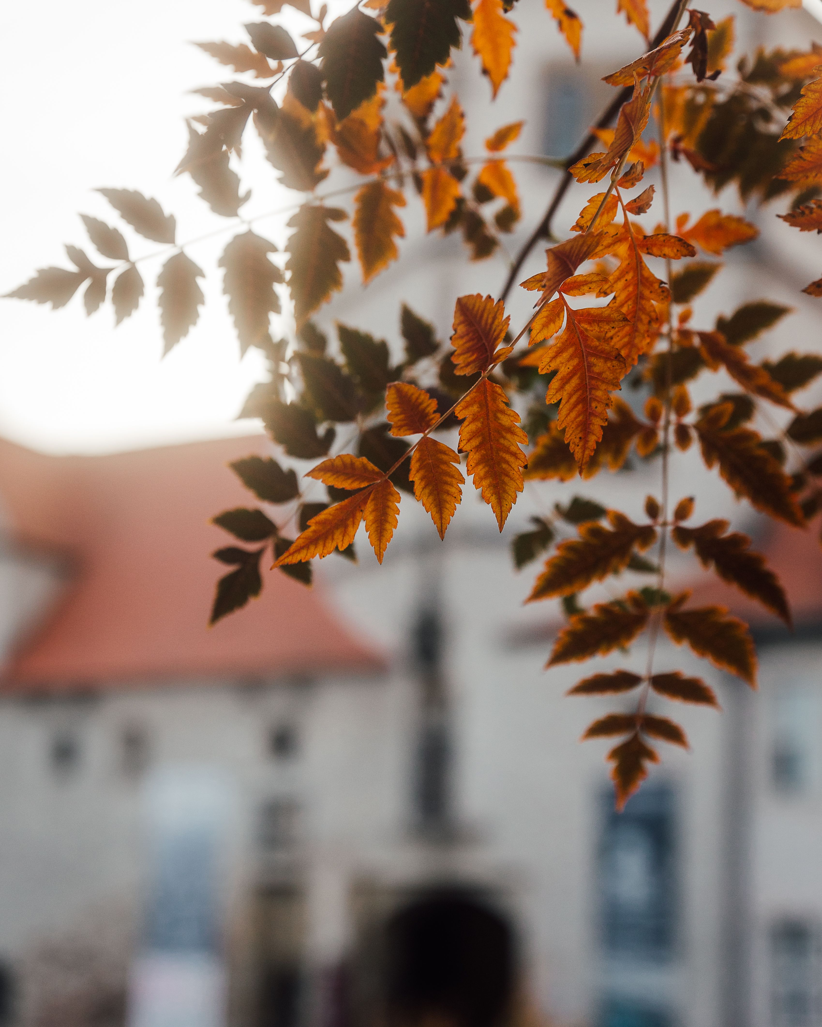 Leaves on a Tree in Front of a Building · Free Stock Photo