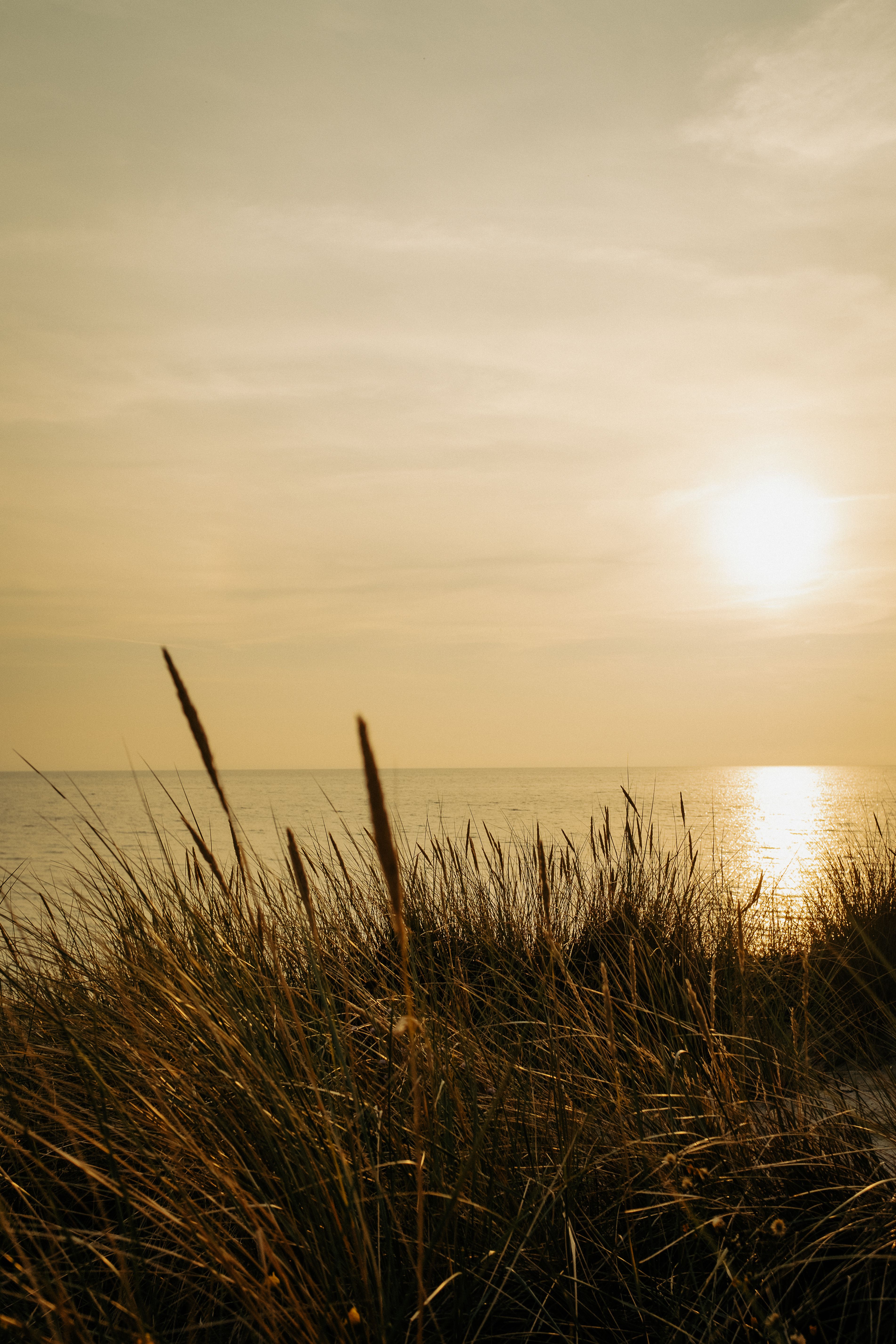 Grassy Beach by the Sea · Free Stock Photo