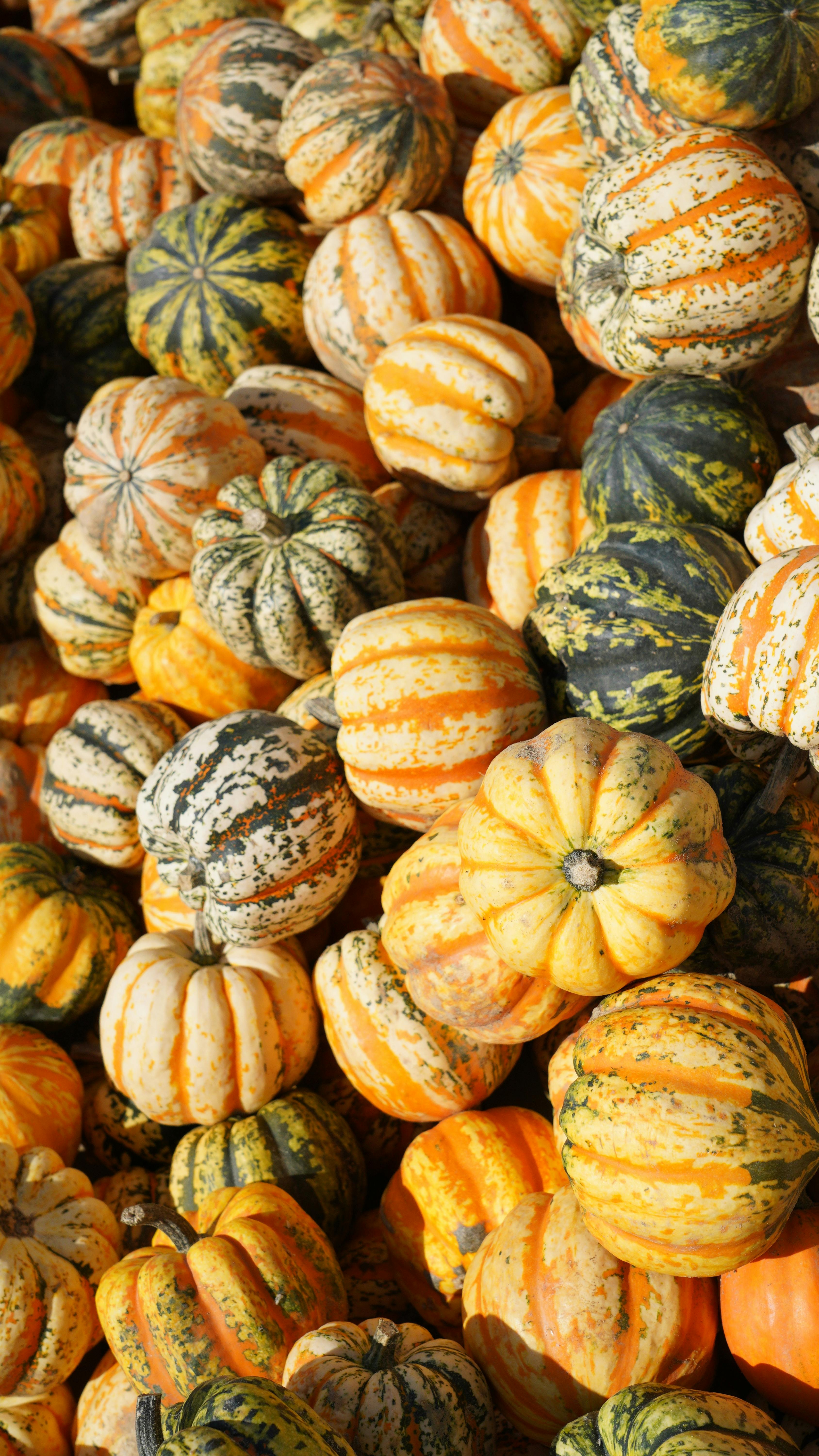 Selective Focus Photo Of Pumpkins · Free Stock Photo