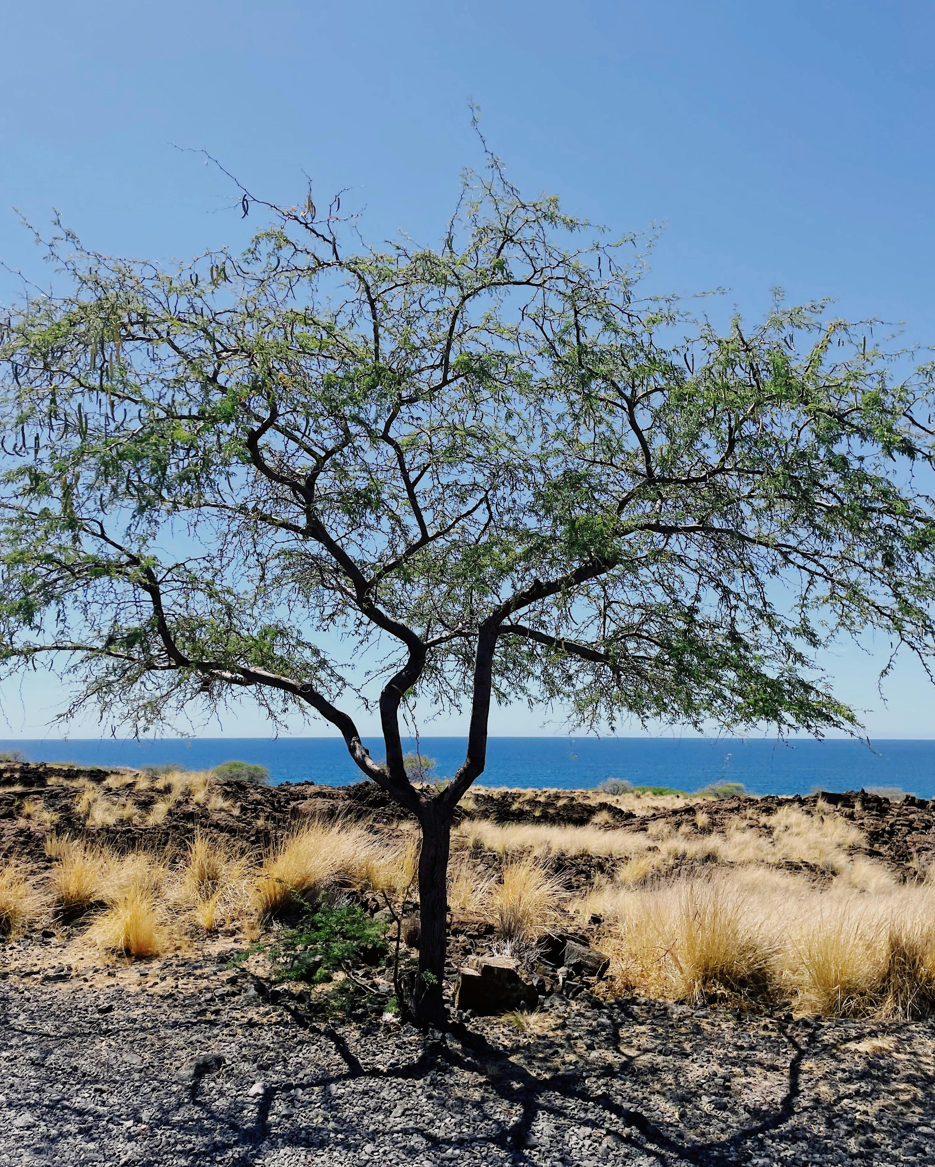 Dry Tree on Seashore · Free Stock Photo