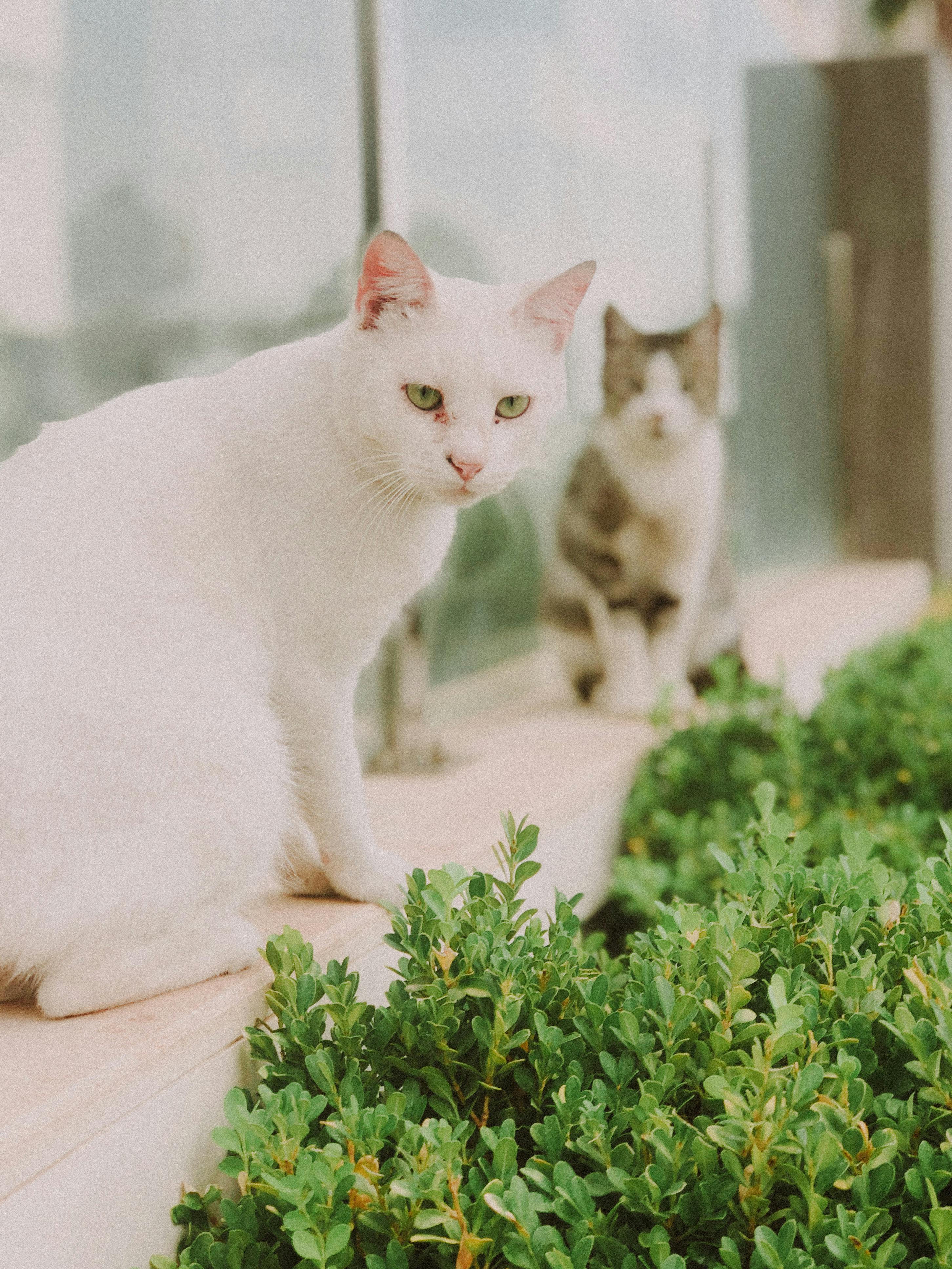 Crying Cats Photos, Download The BEST Free Crying Cats Stock Photos ...