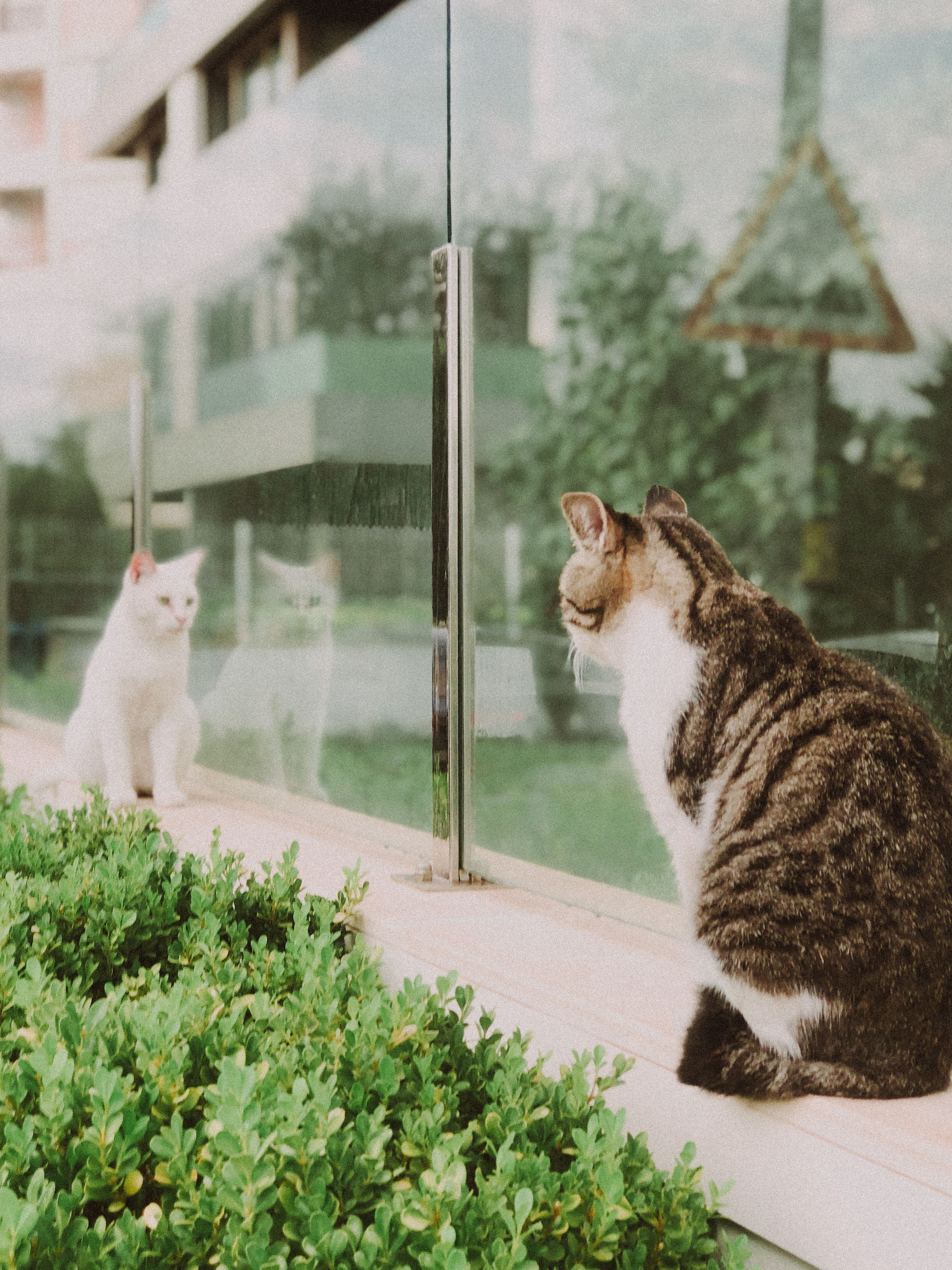 Two Cats Looking at Each Other · Free Stock Photo