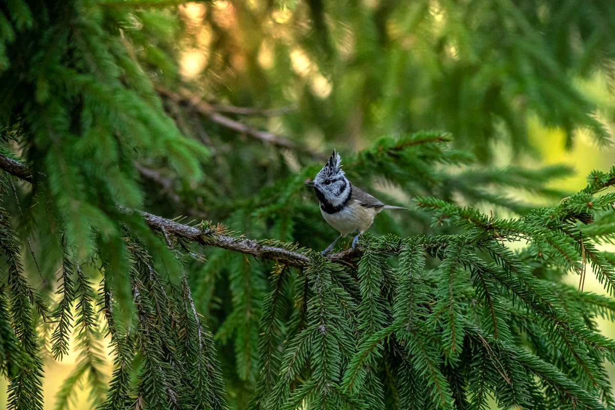 All Animals In One Picture Photos, Download The BEST Free All Animals ...