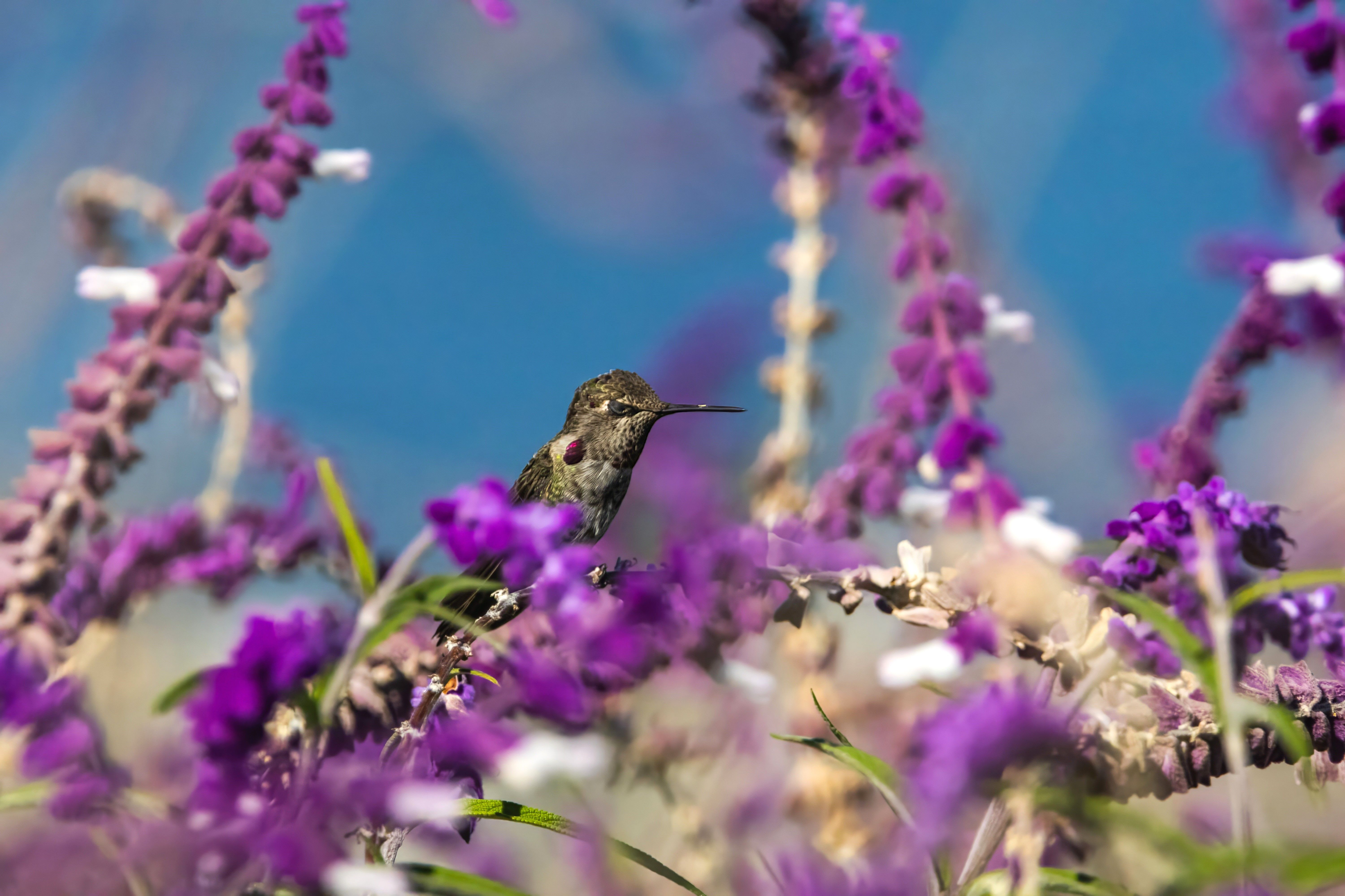 Hummingbird Sitting among Blooming Violet Salvia Flowers · Free Stock Photo