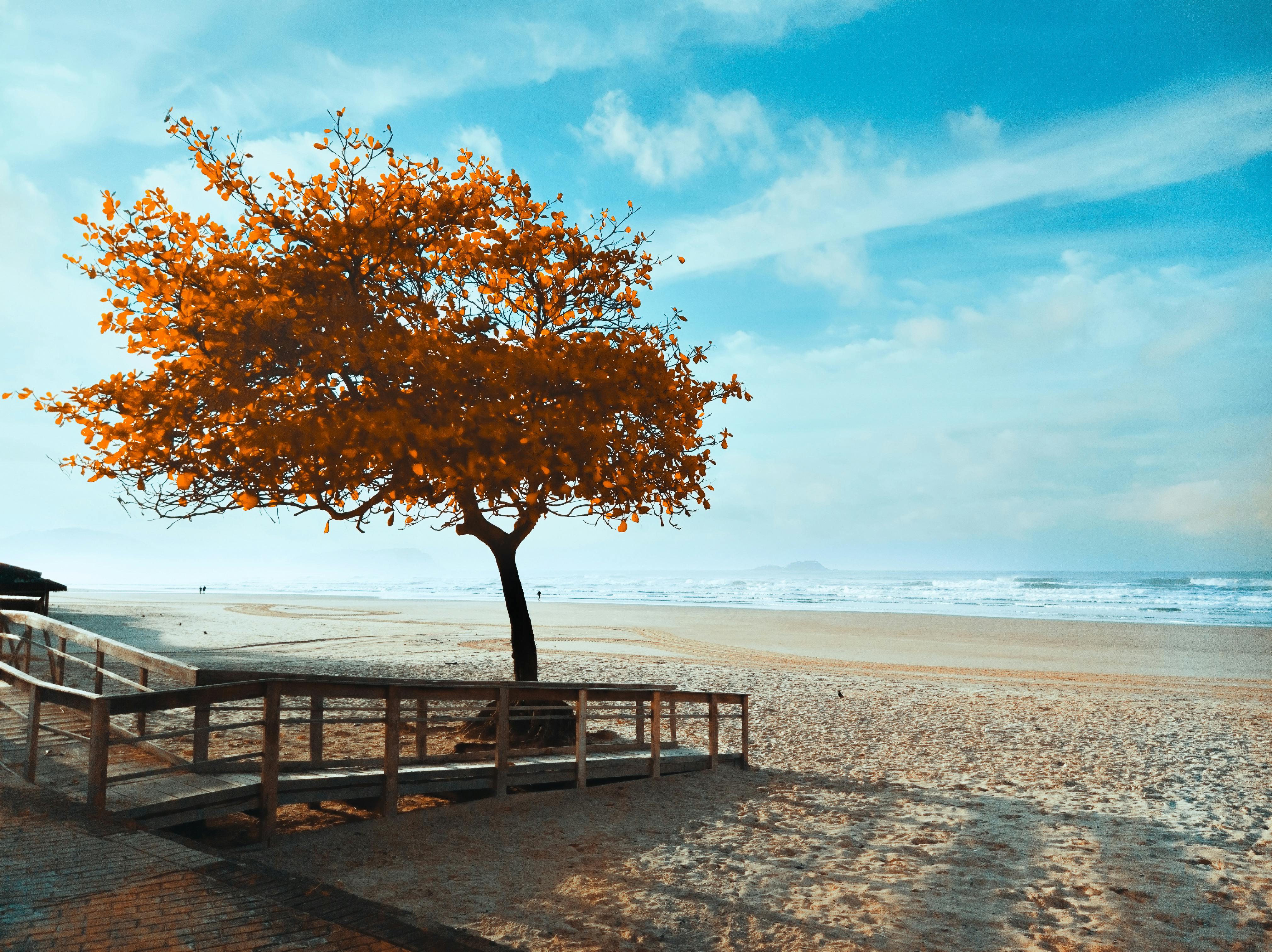 A Dead Tree on a Shore · Free Stock Photo
