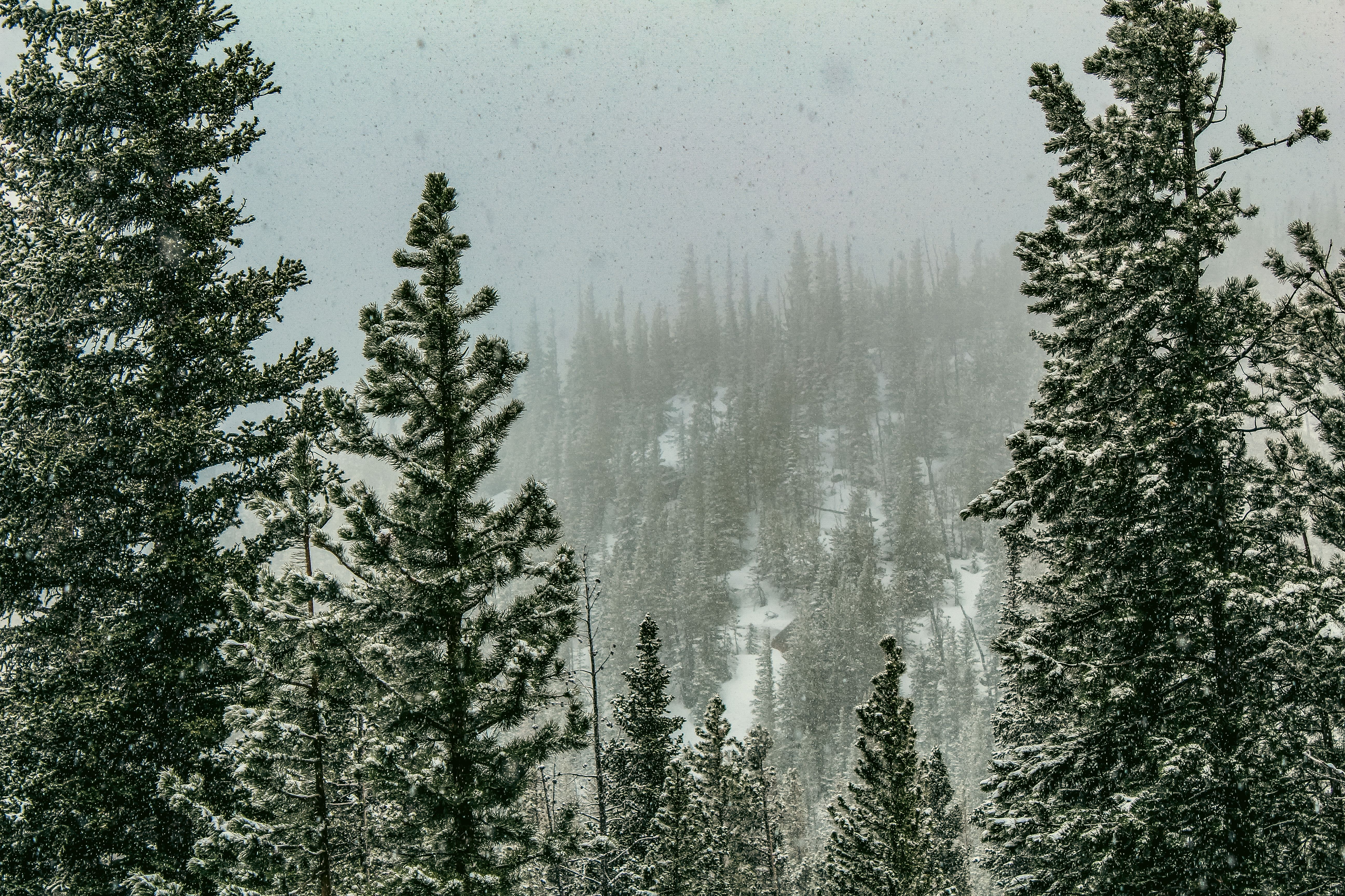 Conifers in Forest in Winter · Free Stock Photo
