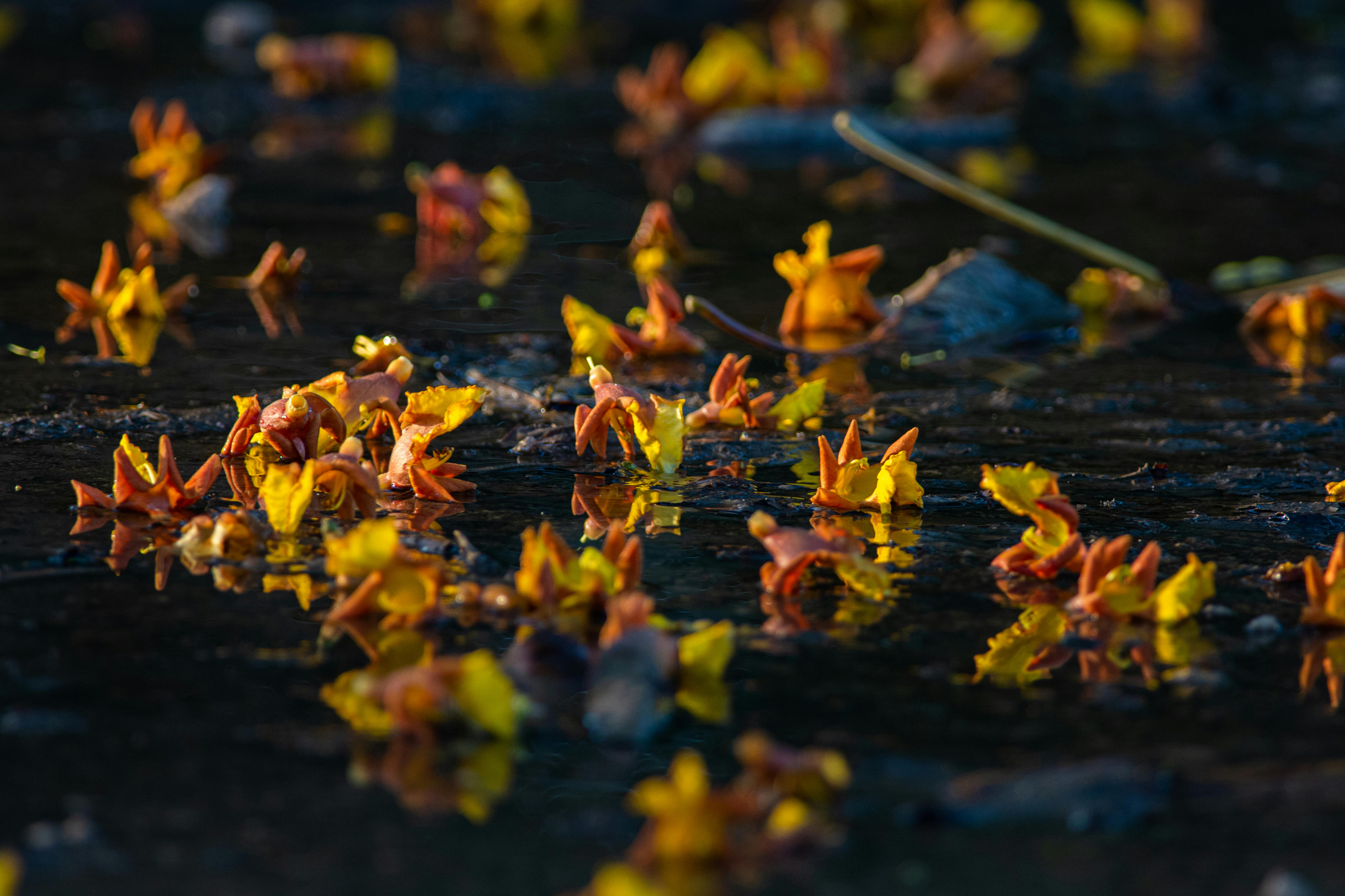 steven paton - Photography