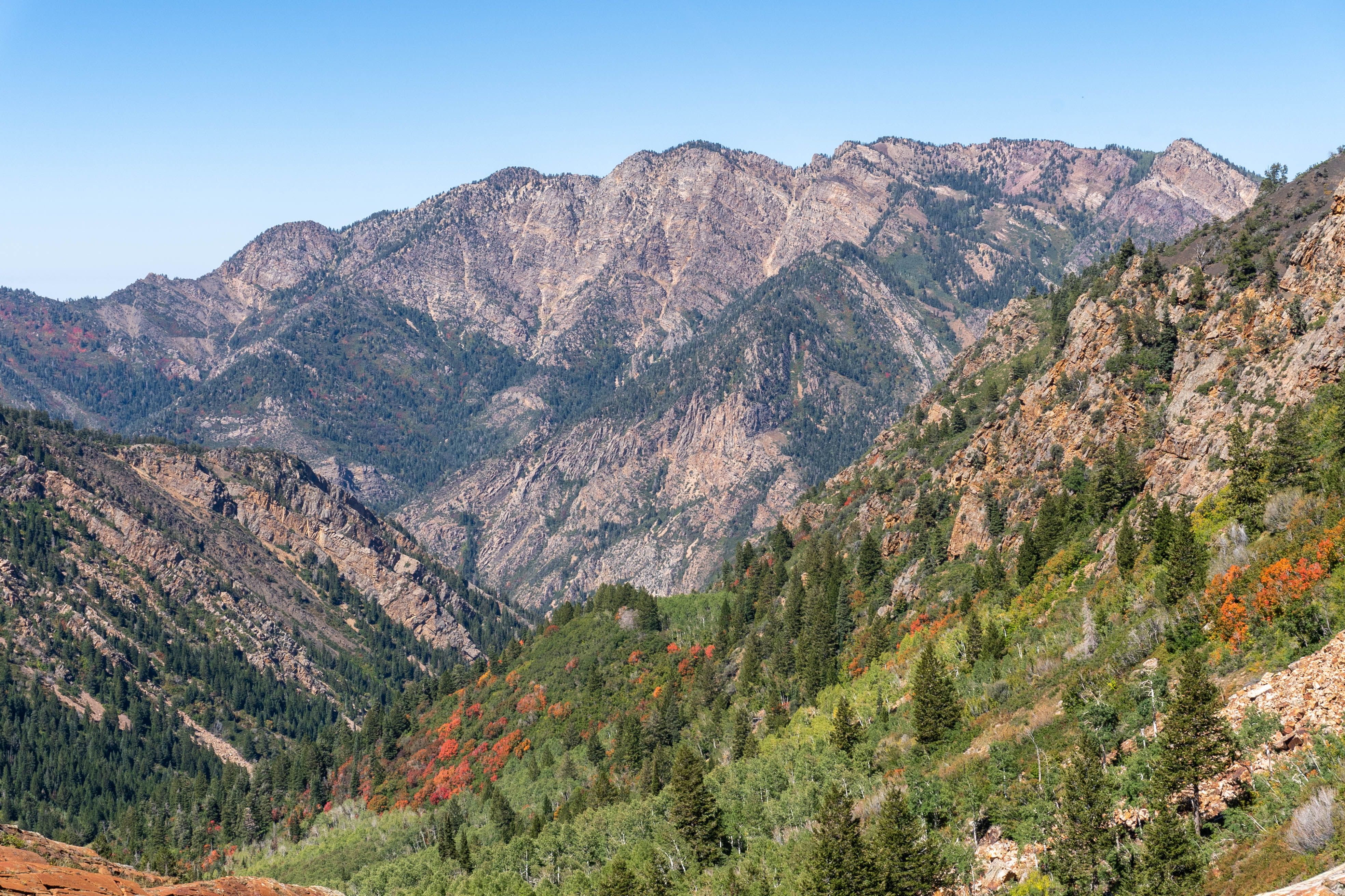 Trees in a Mountain Valley · Free Stock Photo