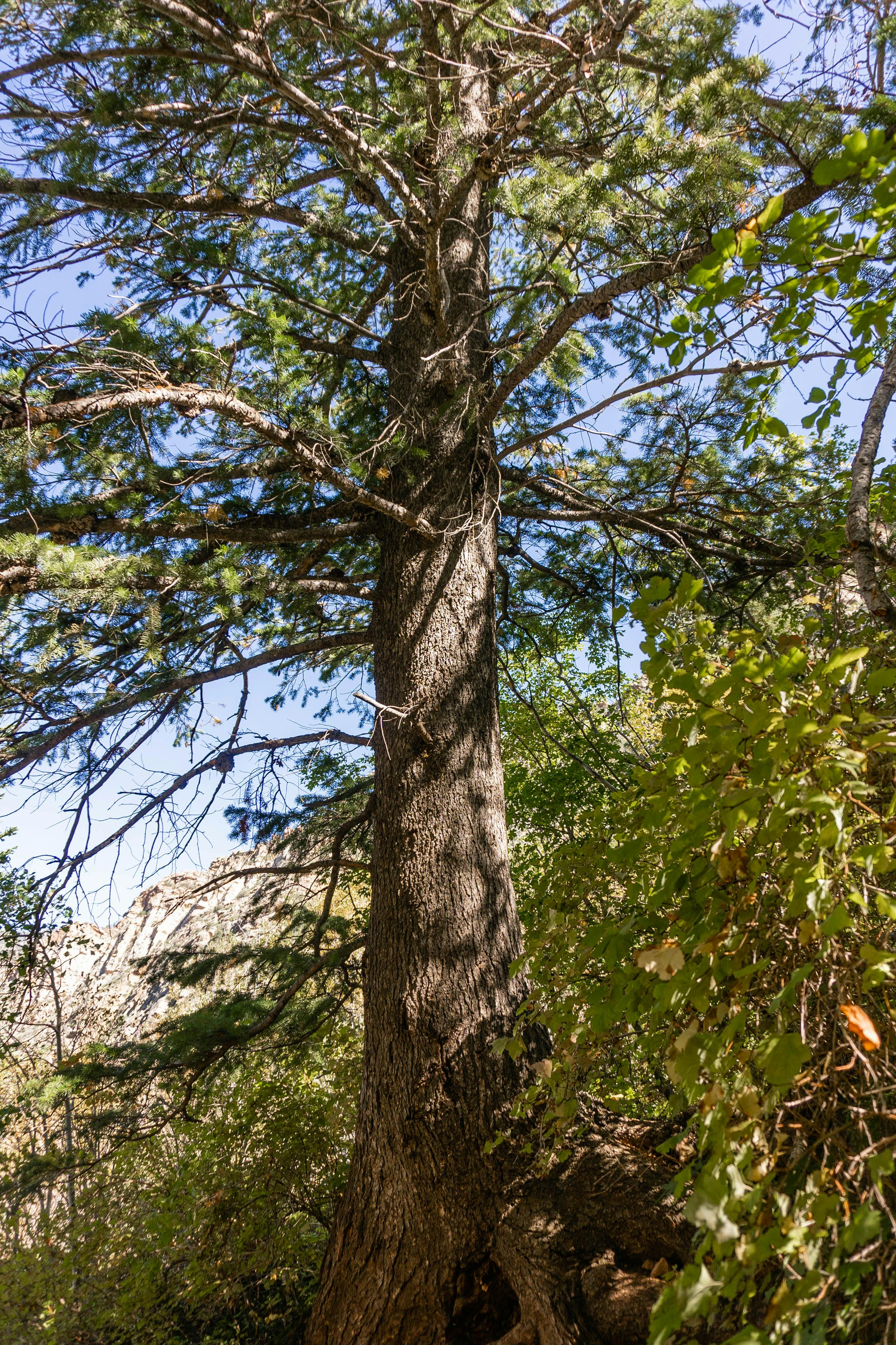 Tree with Multiple Branches · Free Stock Photo