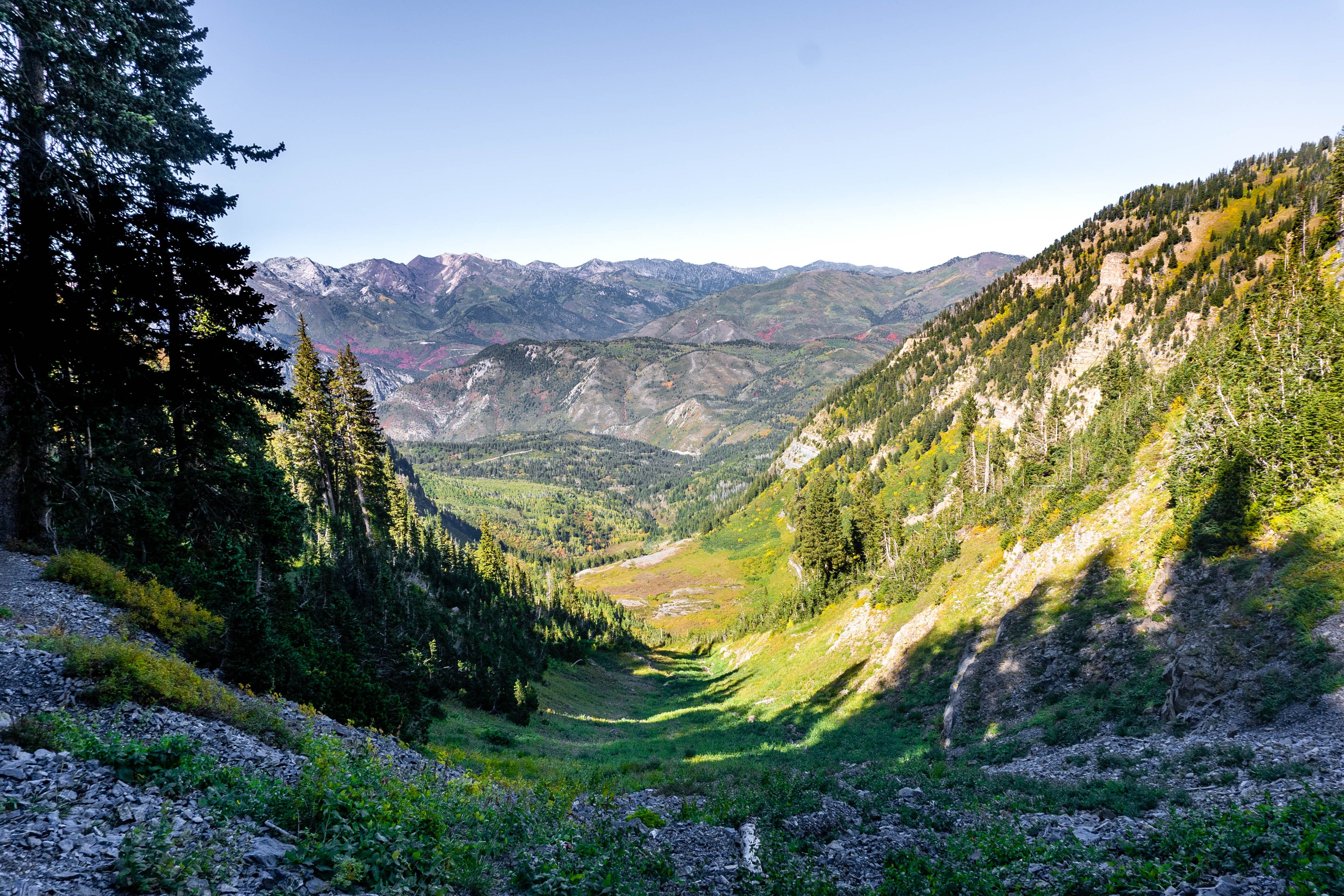 Trees in a Mountain Valley · Free Stock Photo