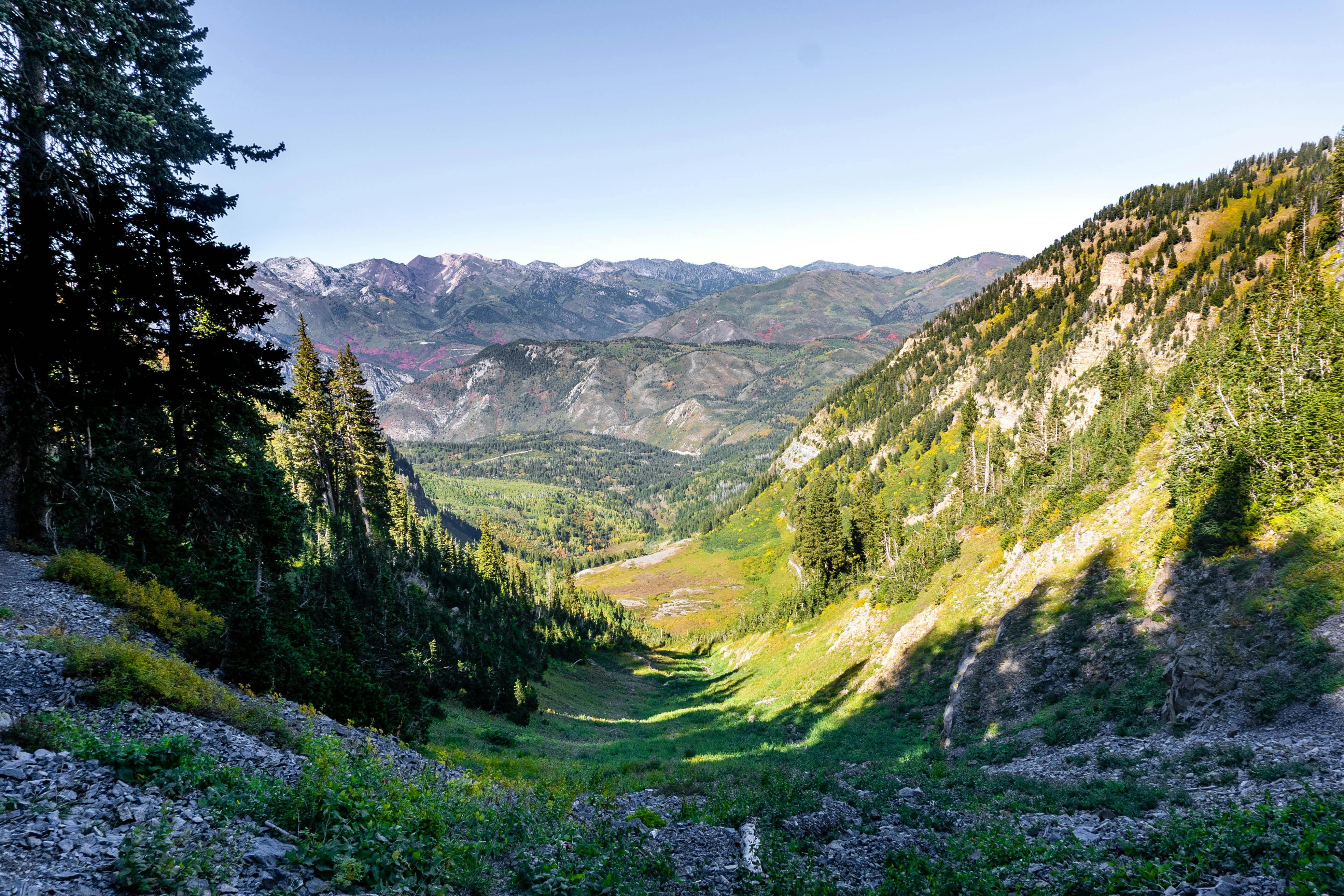 Coniferous Trees in a Mountain Valley · Free Stock Photo