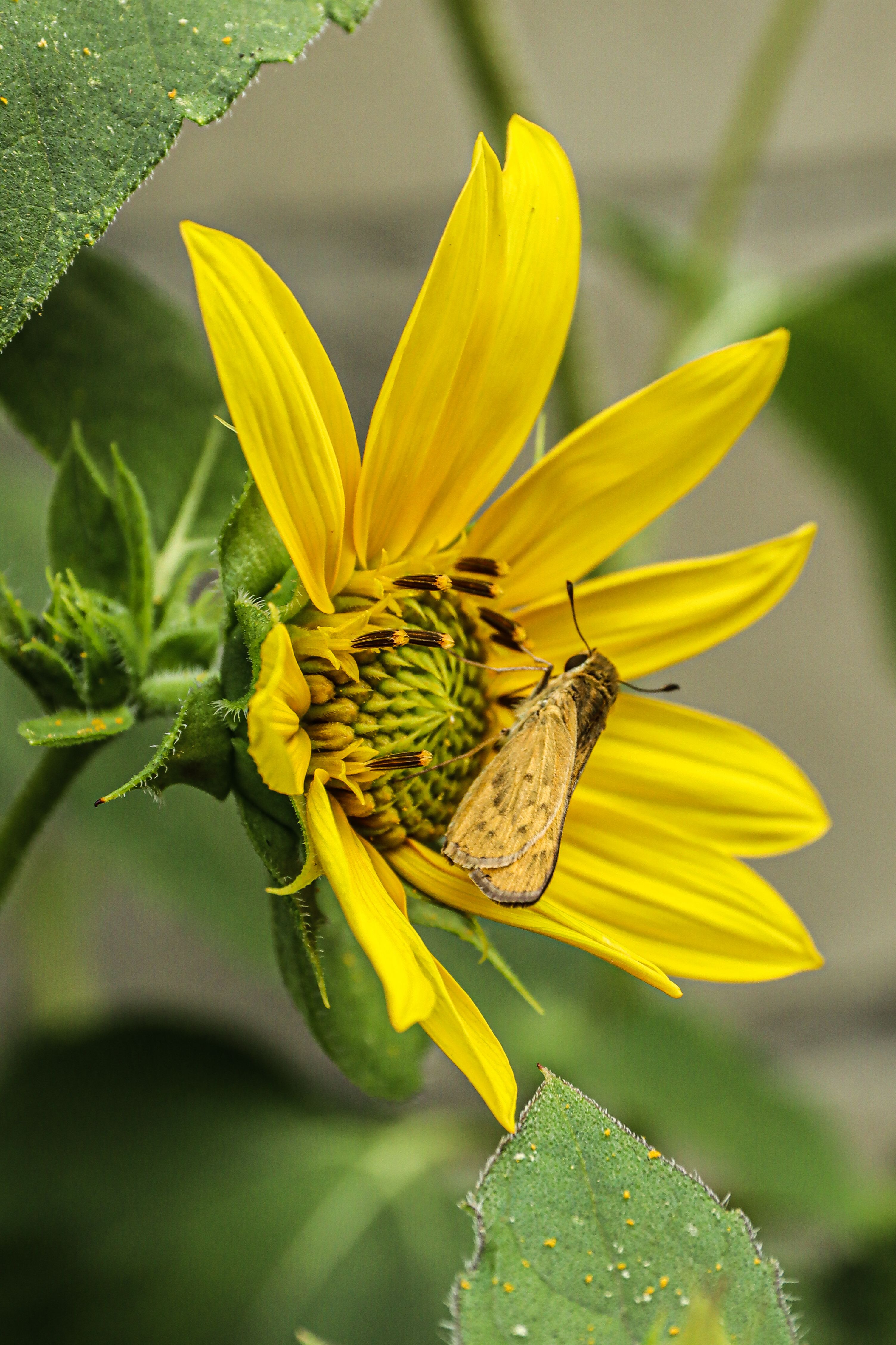 Moth on a Yellow Flower · Free Stock Photo