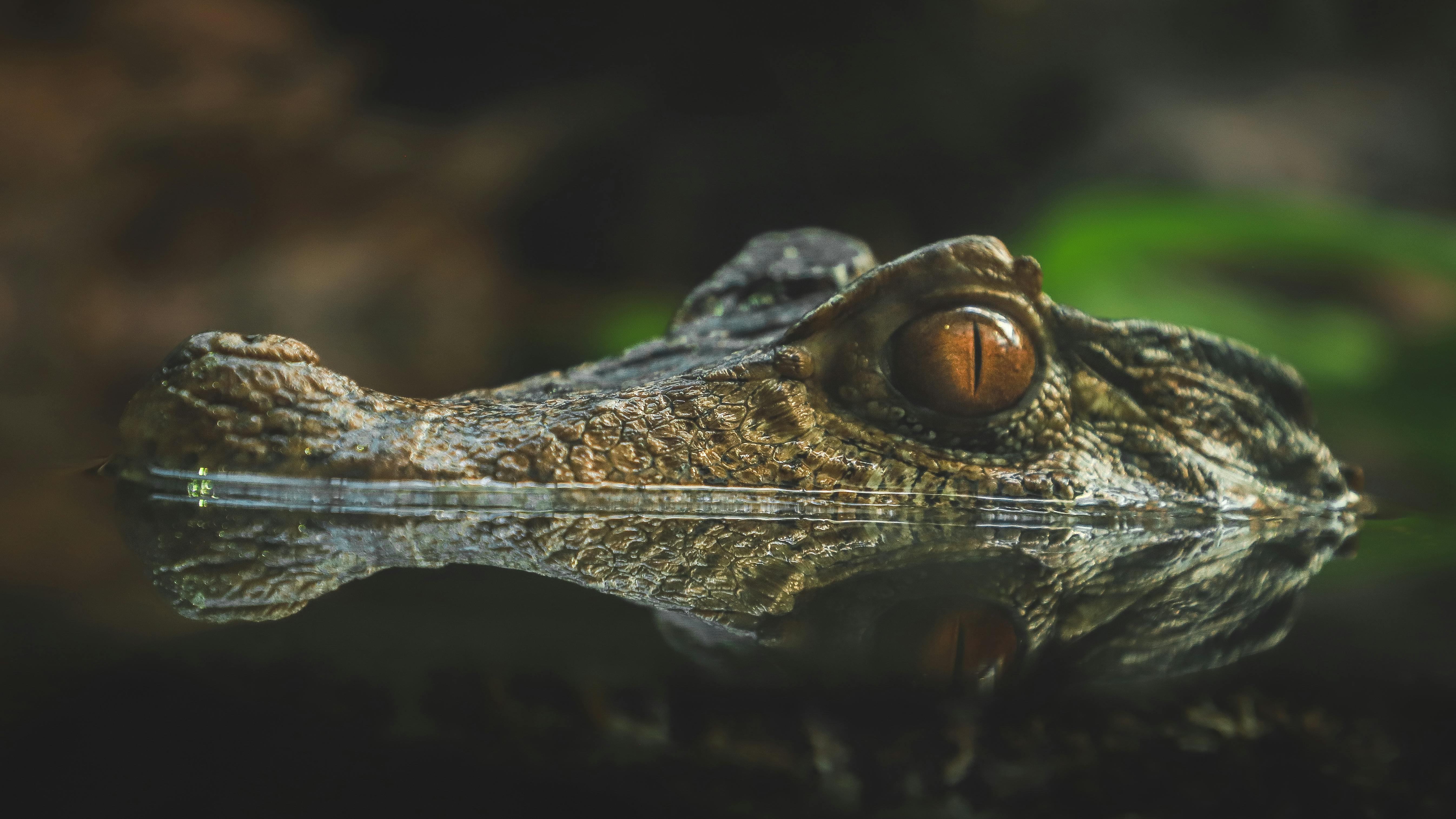 Alligator Wrestling Photos, Download The BEST Free Alligator Wrestling ...