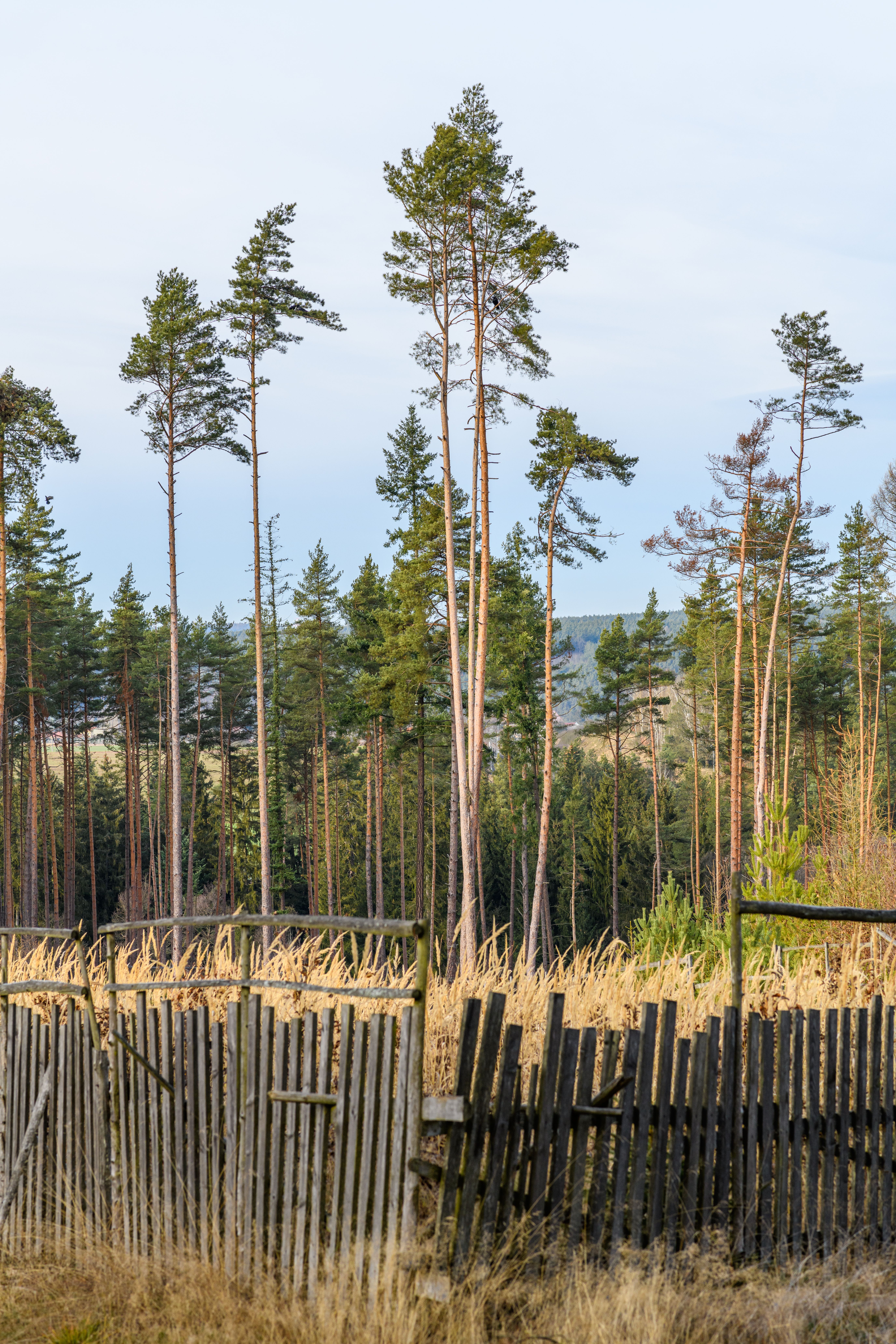Tall Trees in Forest behind Fence · Free Stock Photo
