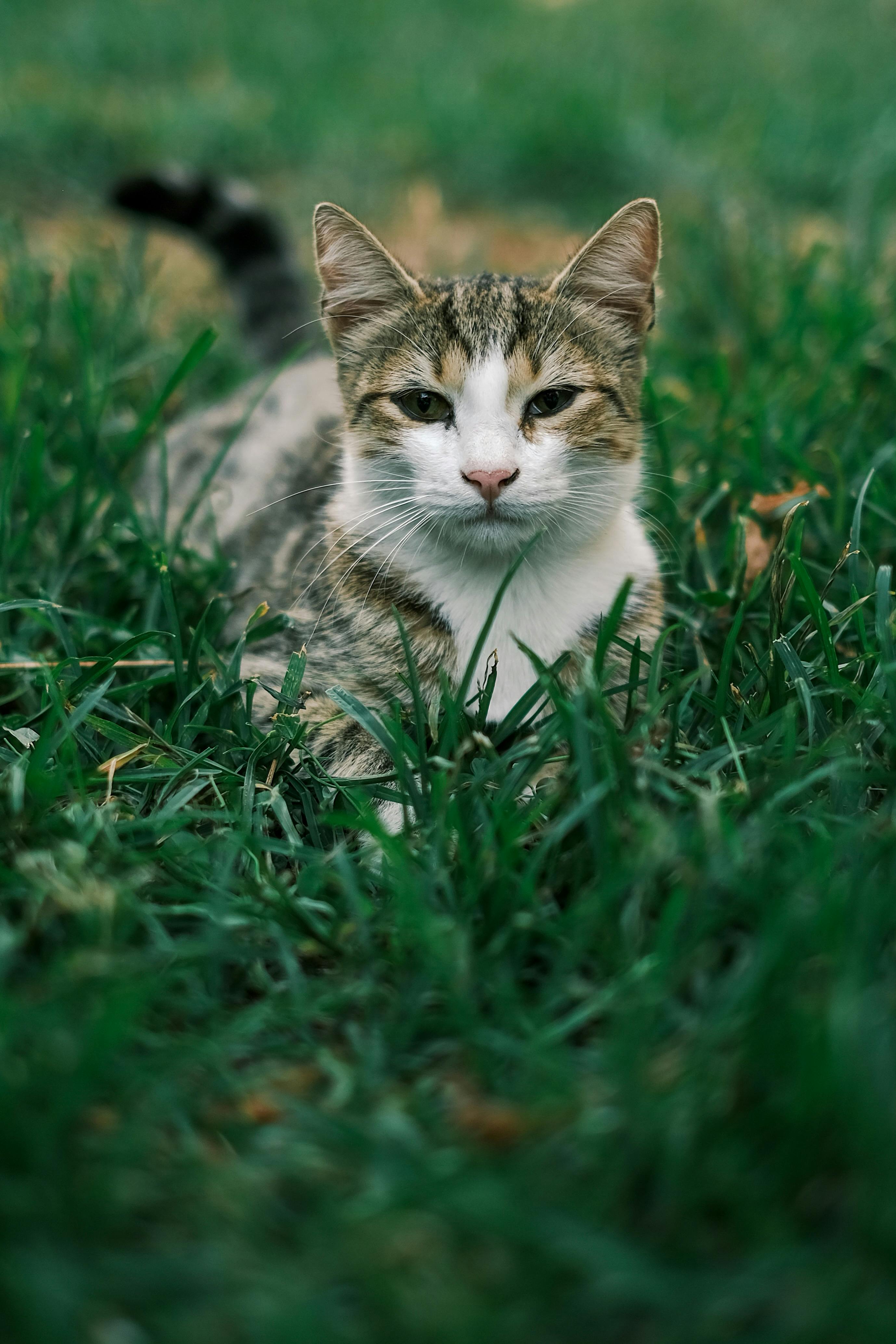 Cat Turning Back · Free Stock Photo