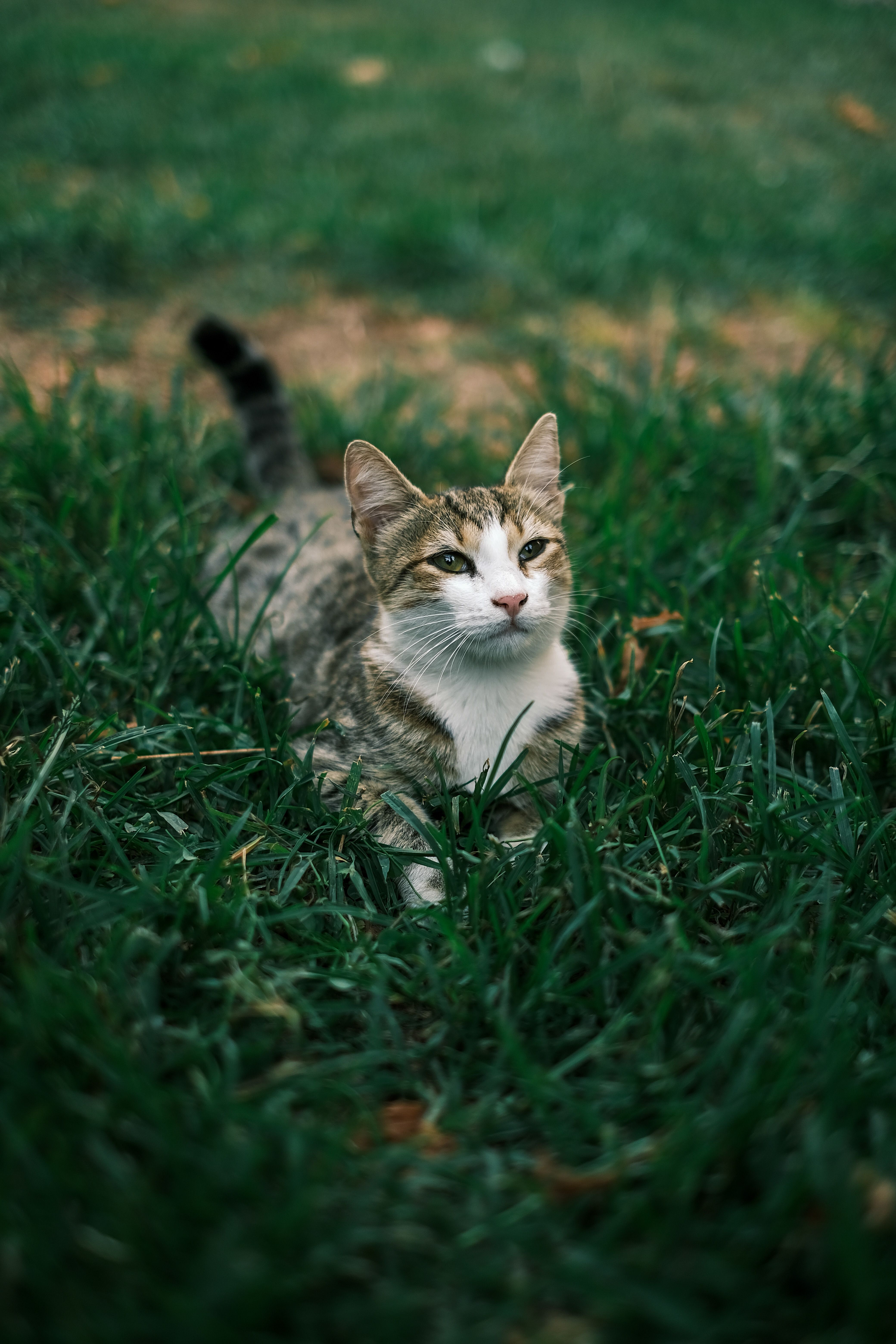 Cat Turning Back · Free Stock Photo