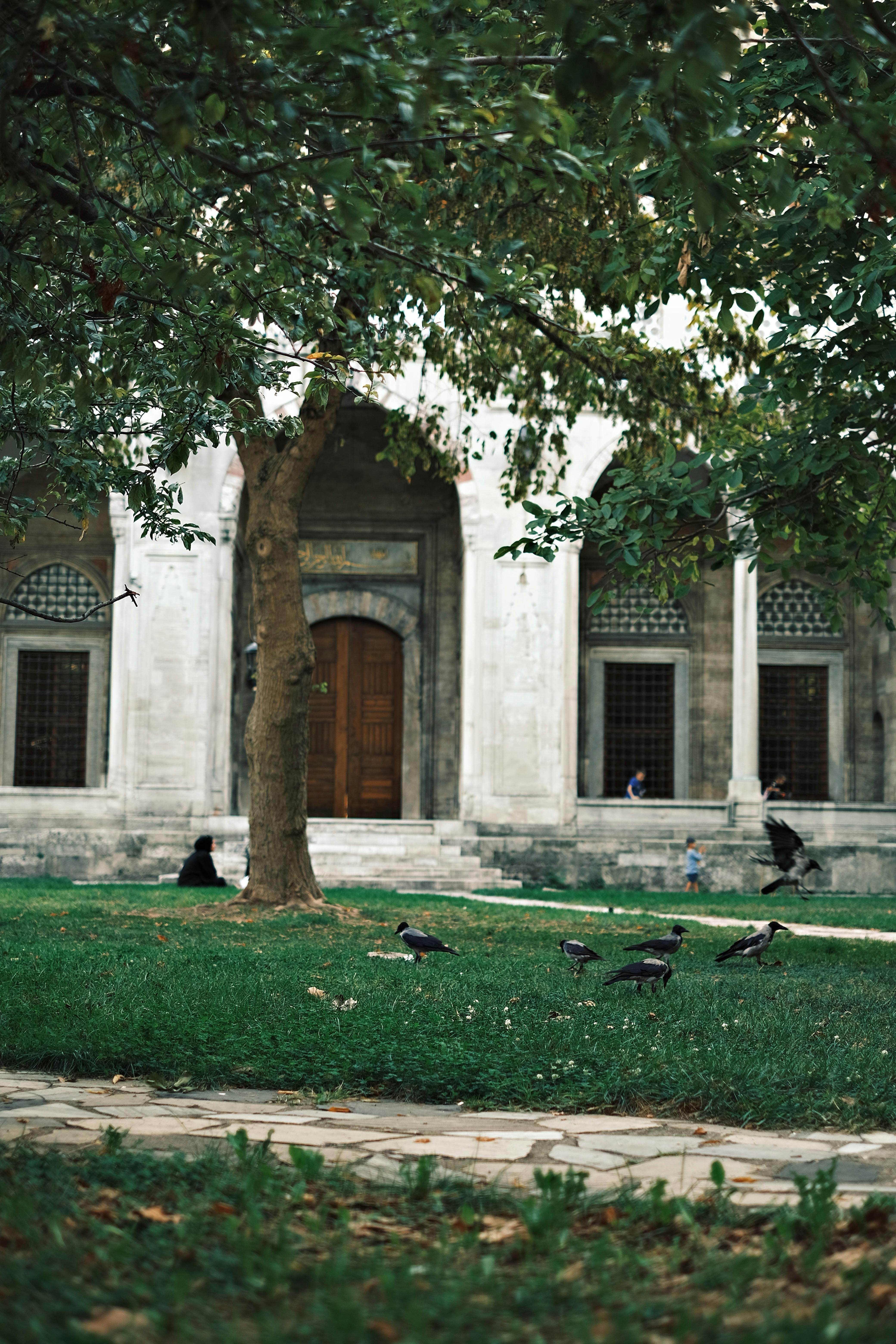 Hooded Crows on the Lawn in Front of the Mosque · Free Stock Photo