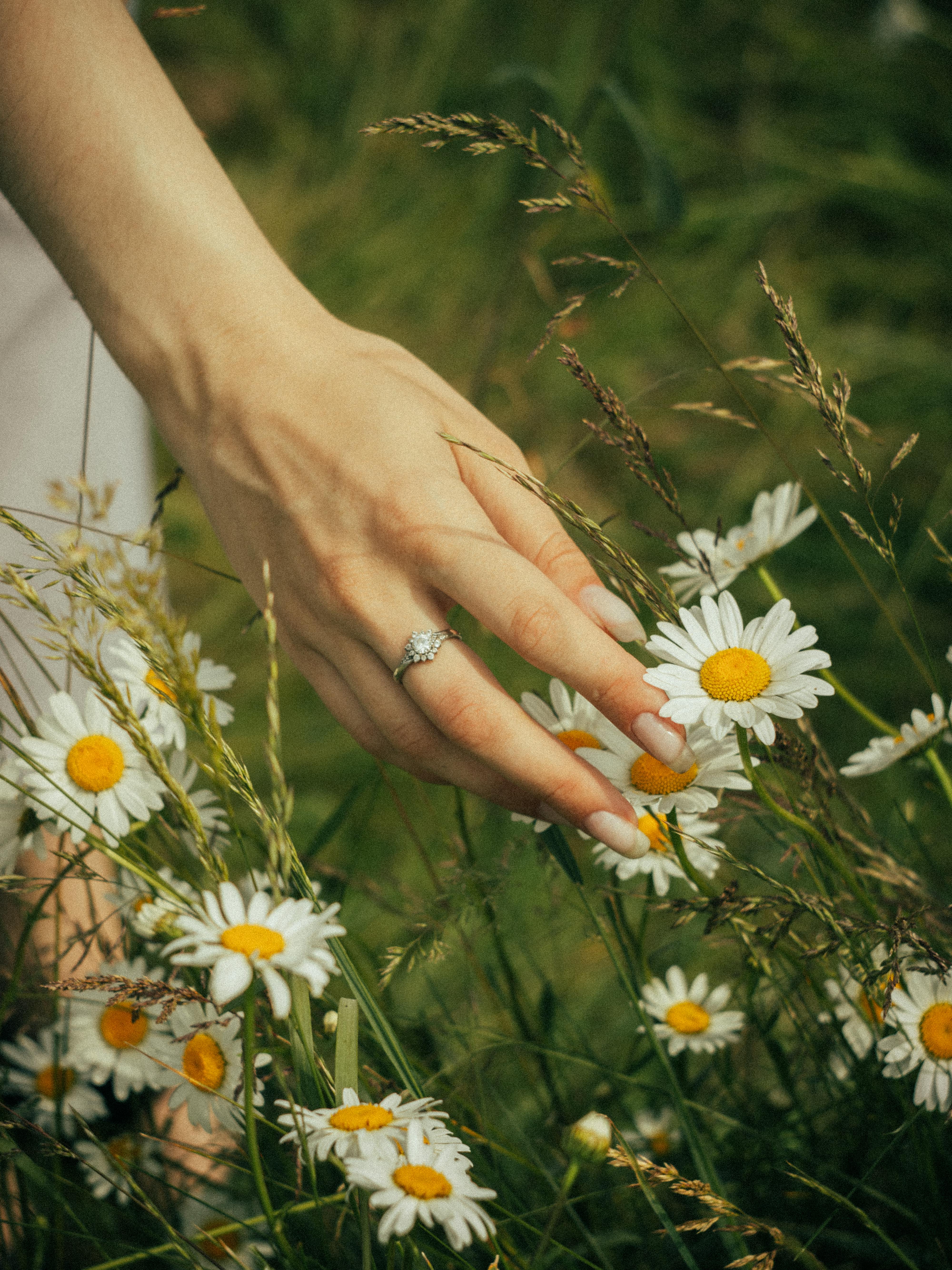 Woman Hand Touching Daisies · Free Stock Photo