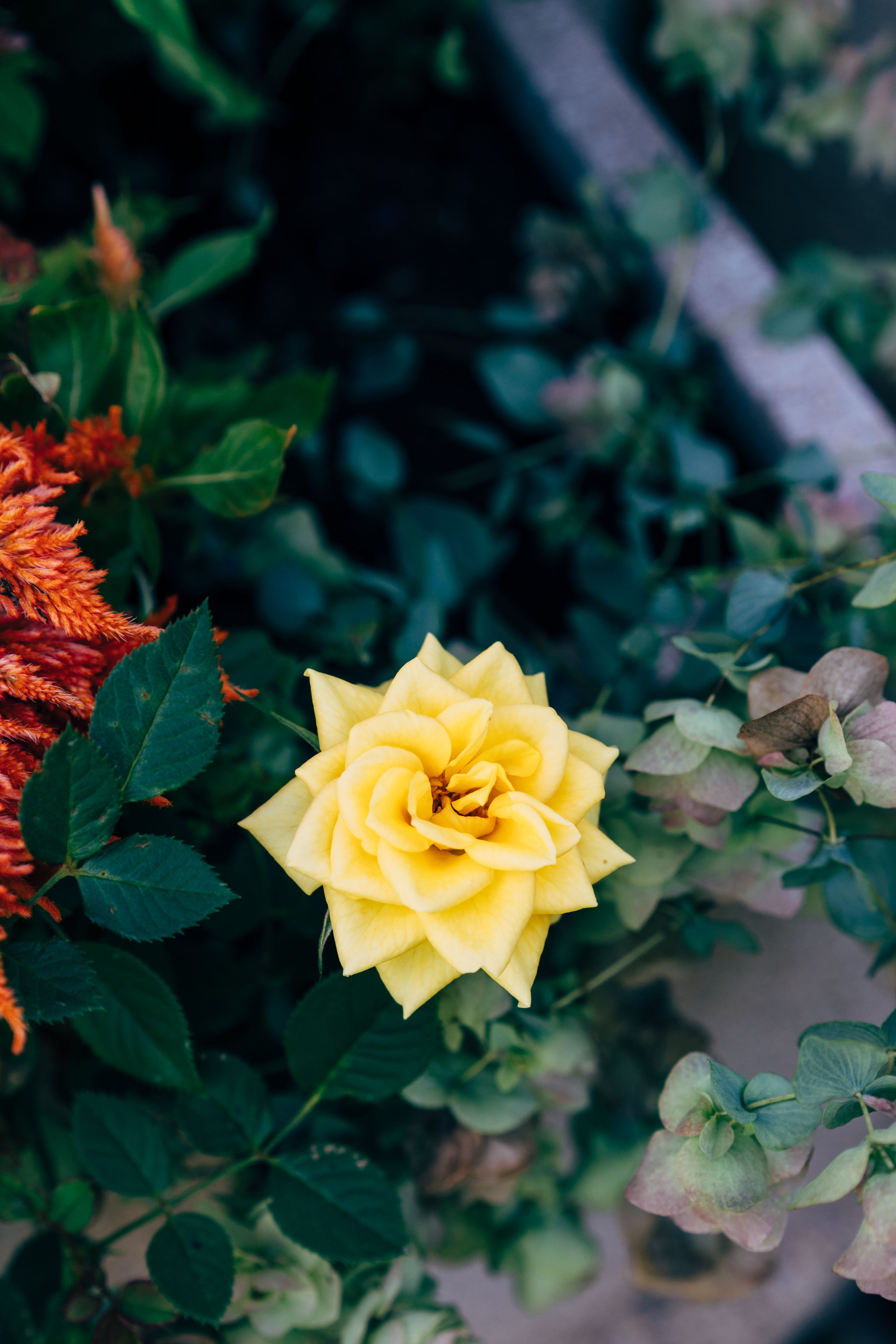 Sunny Rose Delight Photos, Download The BEST Free Sunny Rose Delight ...
