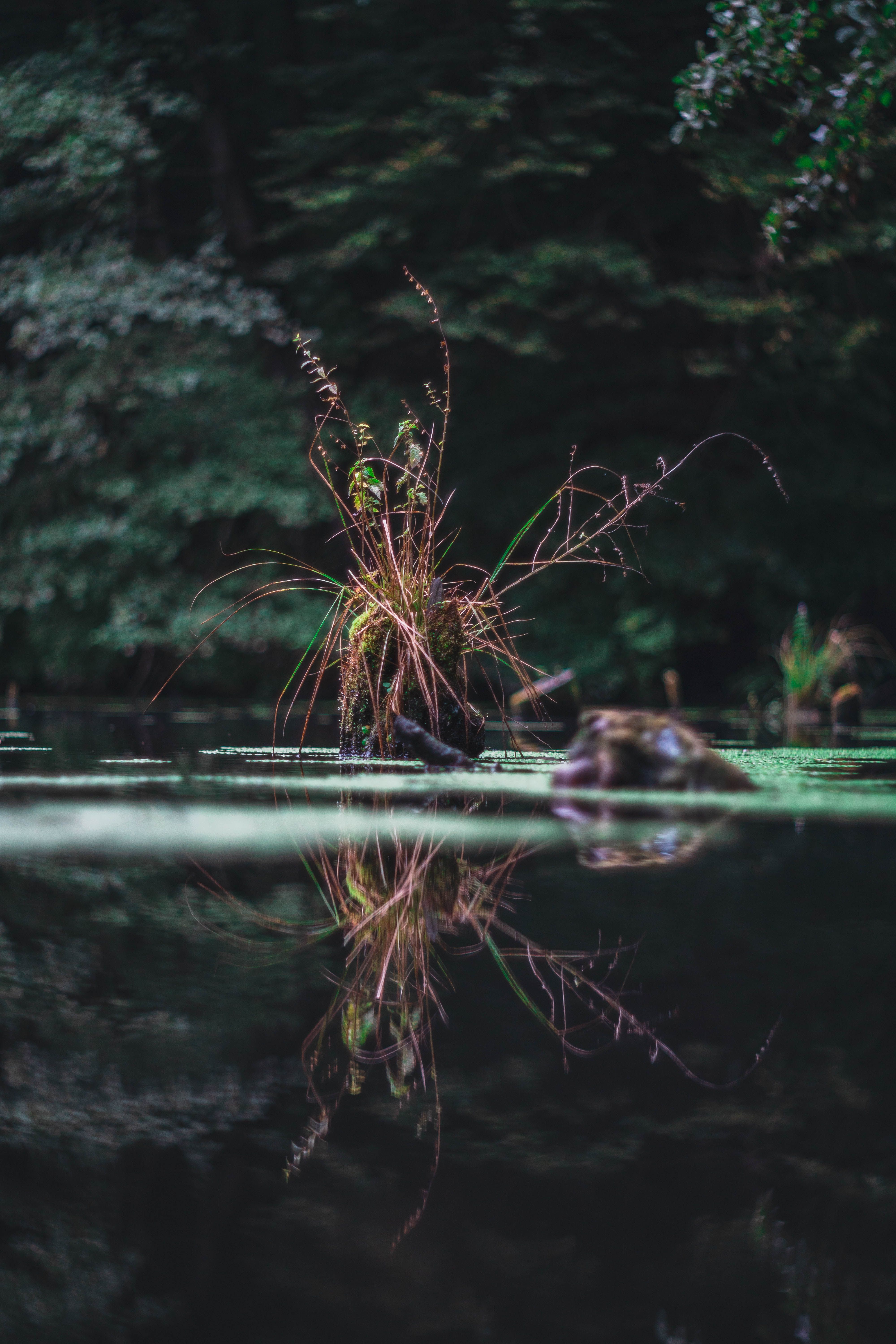 Plant in Water in Forest · Free Stock Photo