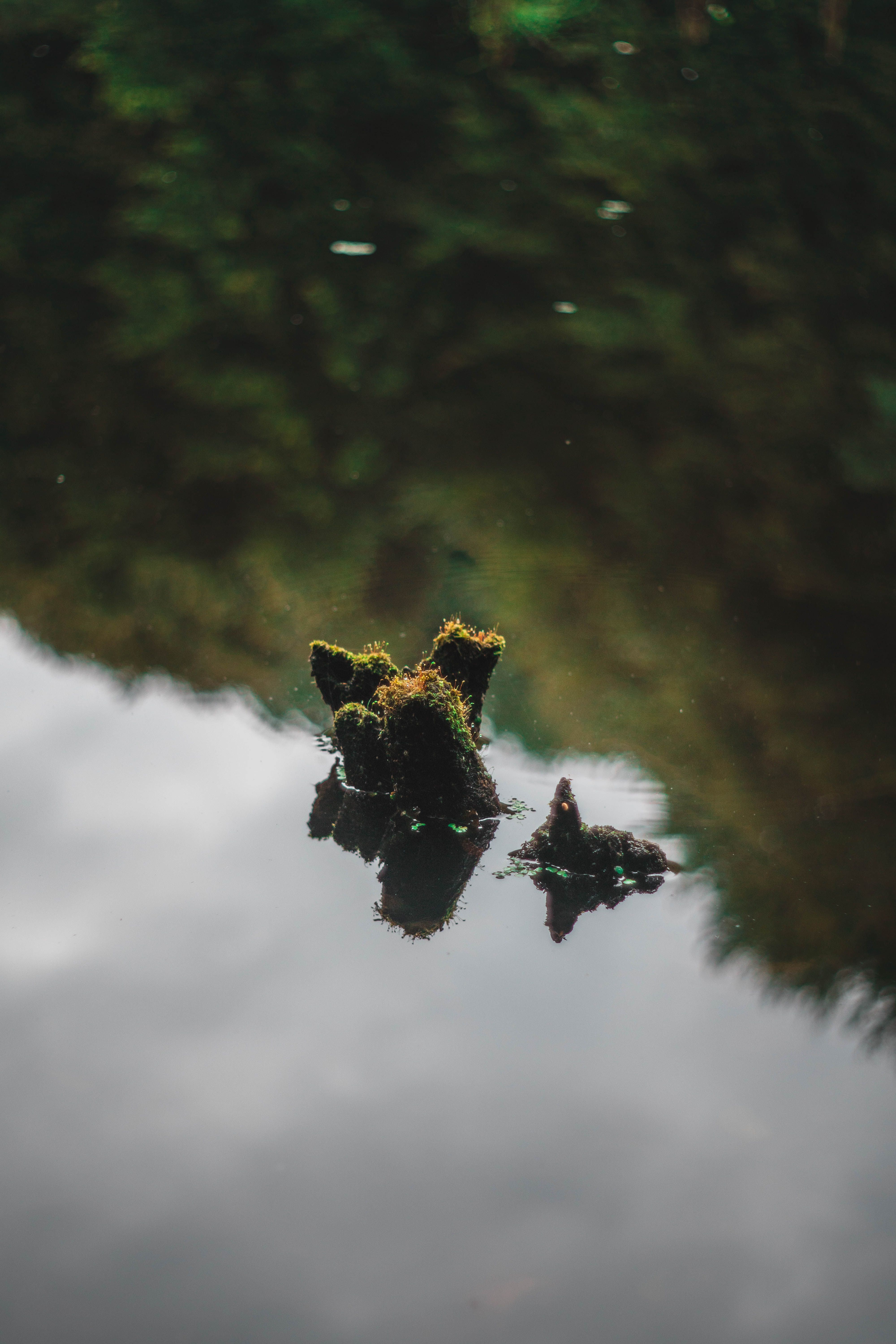 Moss on Branches in Water · Free Stock Photo