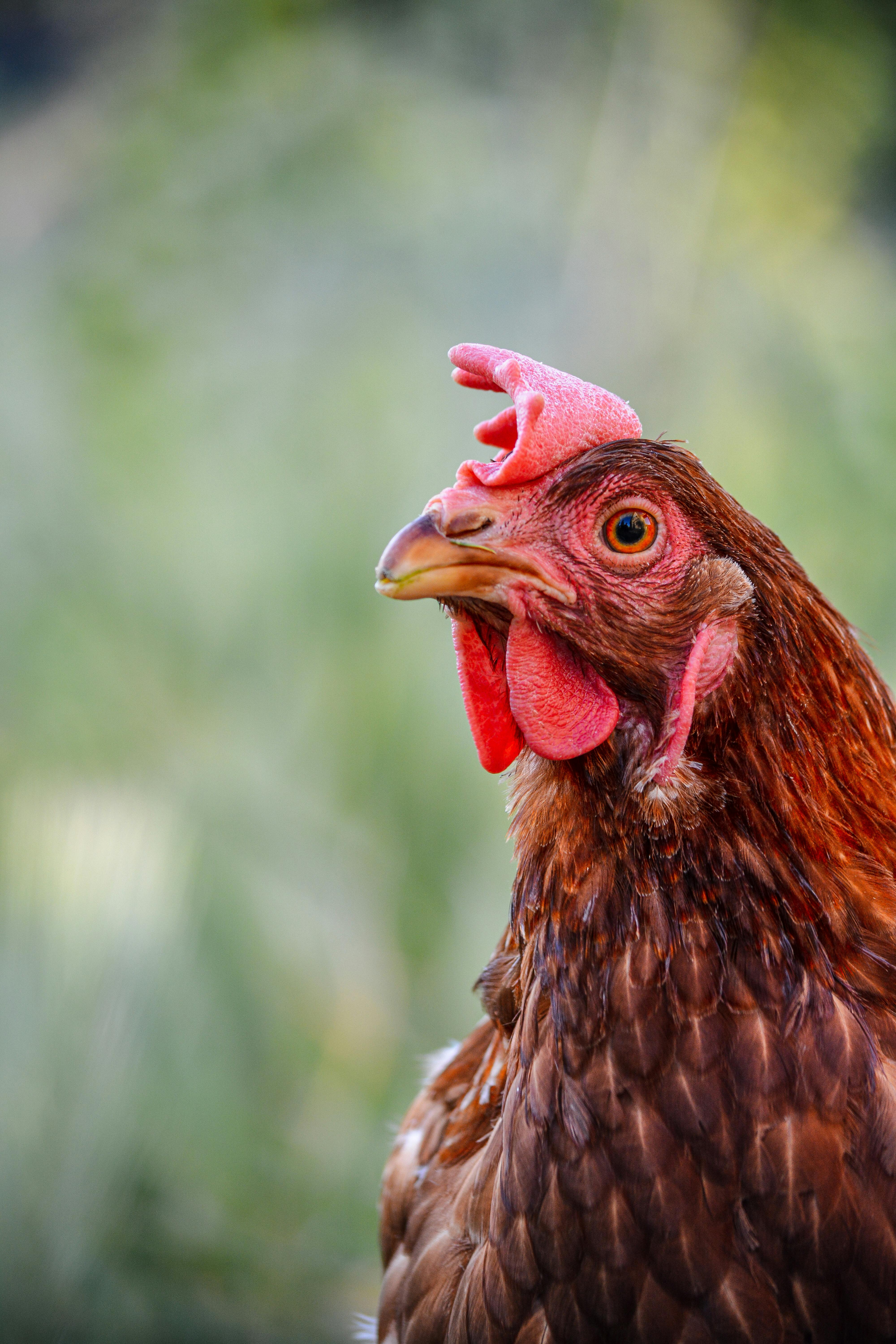 Close up of Hen Head · Free Stock Photo