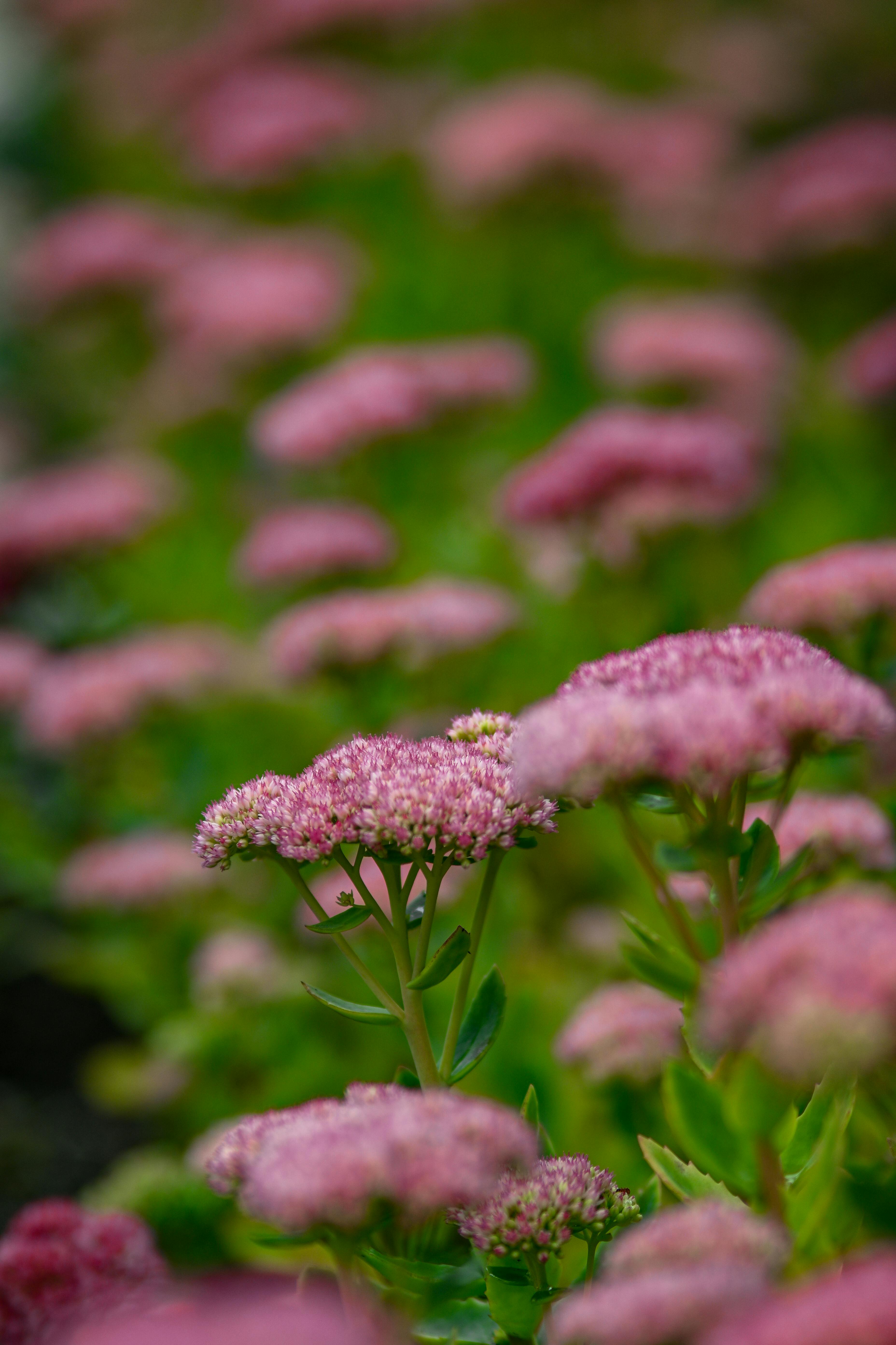 Beautiful Pink Flowers in Park · Free Stock Photo