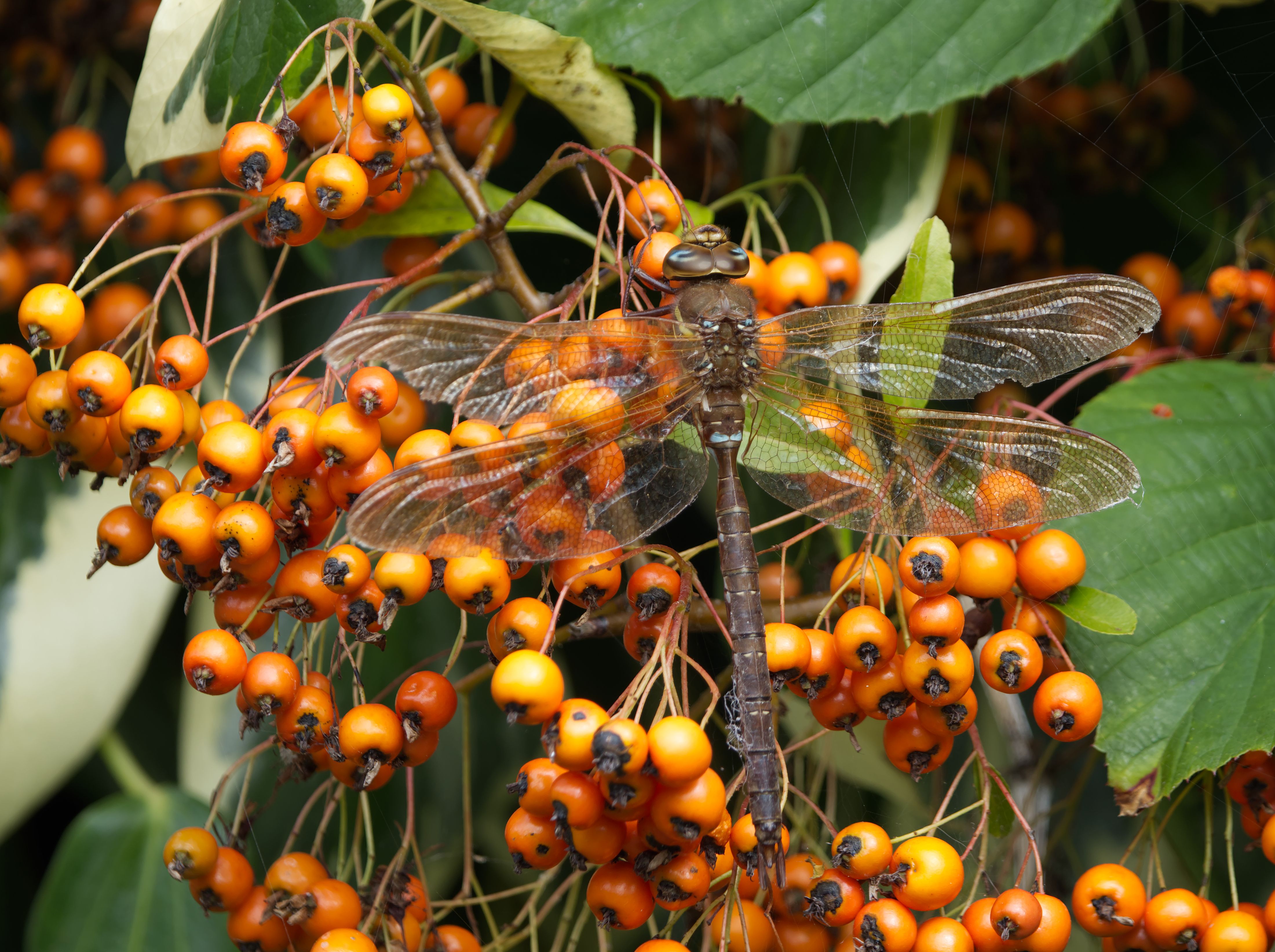 Butterfly And Dragonfly Photos, Download The BEST Free Butterfly And ...