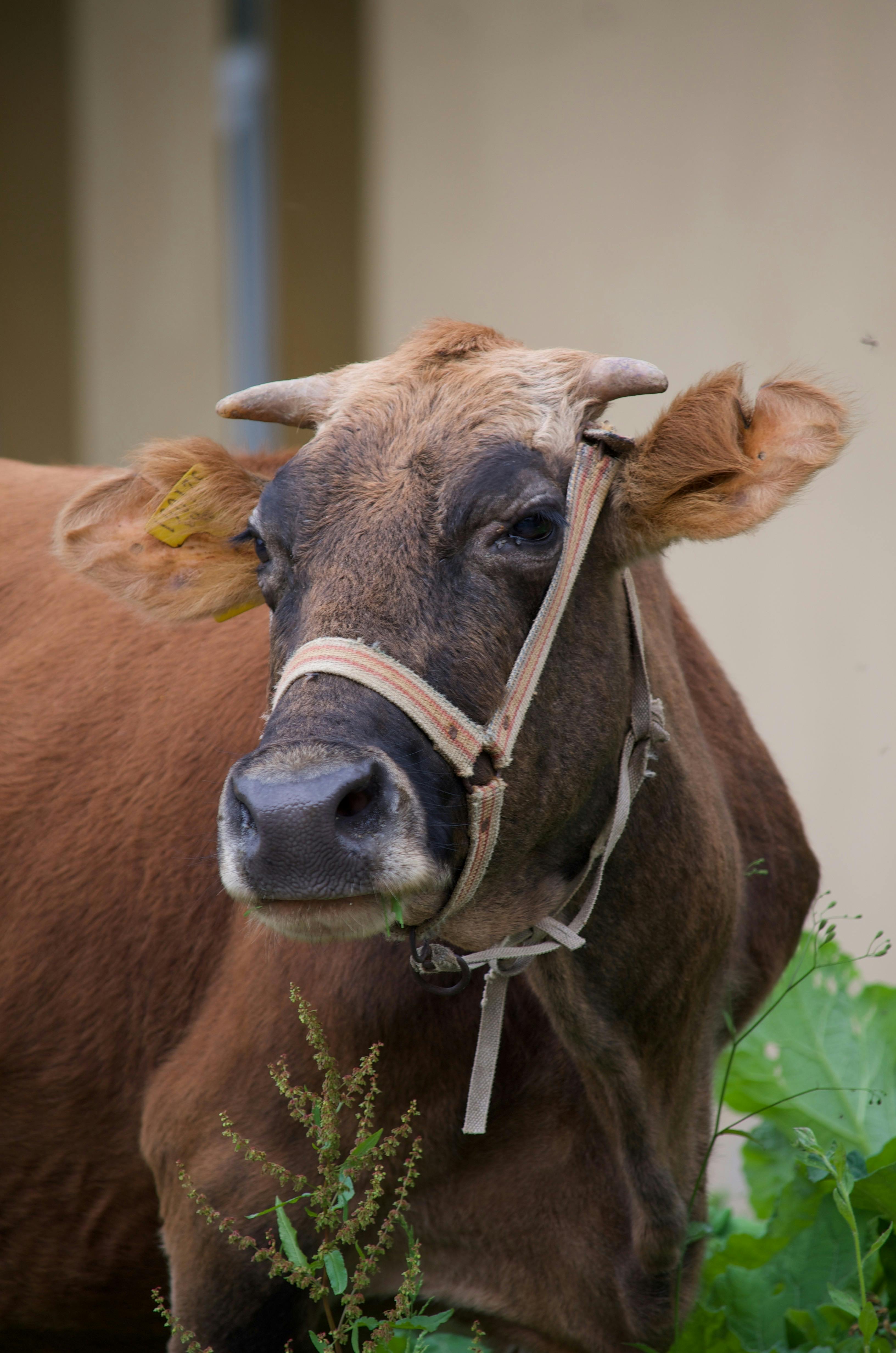 Selective Focus of Cow Photo · Free Stock Photo