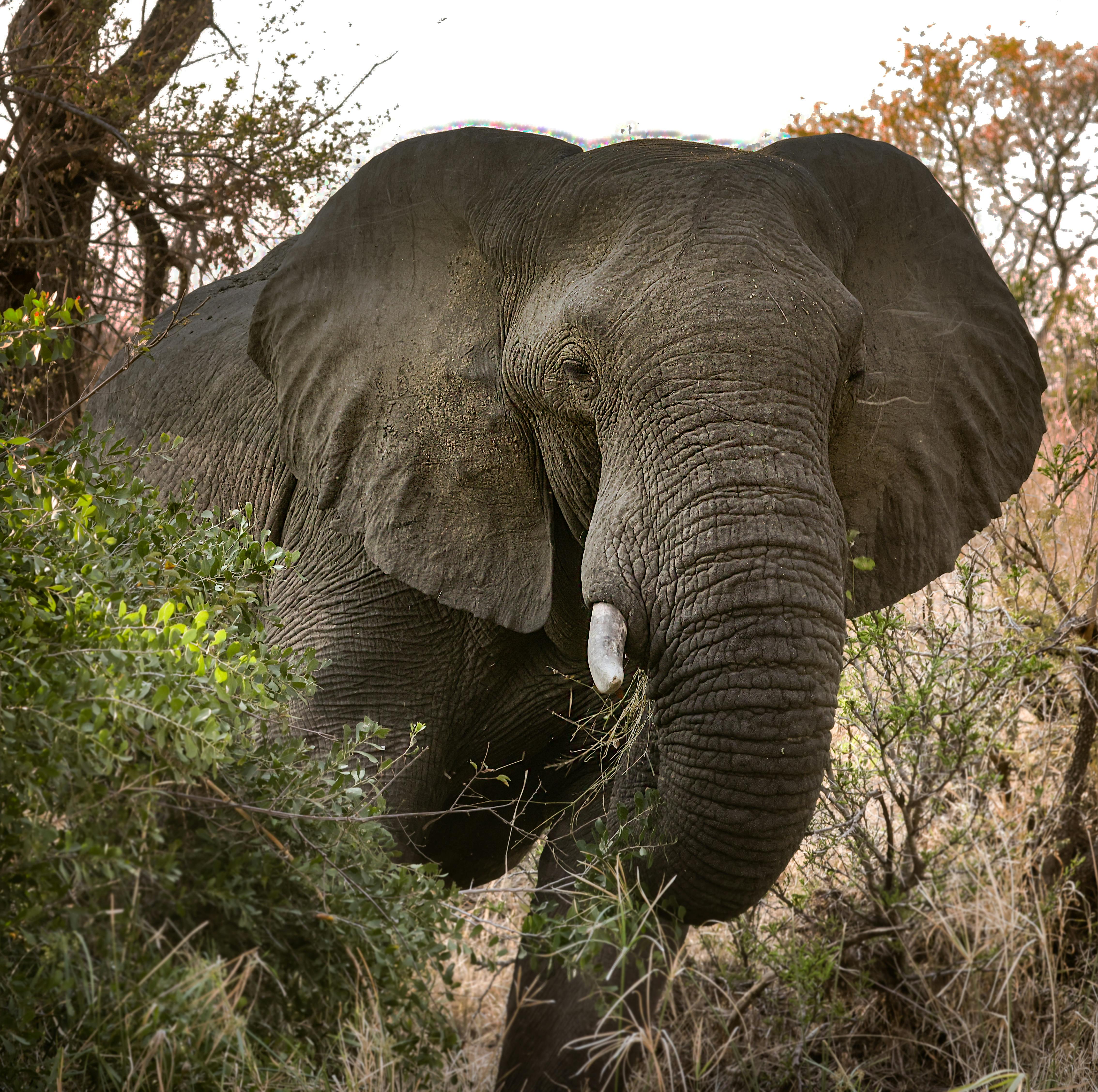 Elephant in Nature · Free Stock Photo