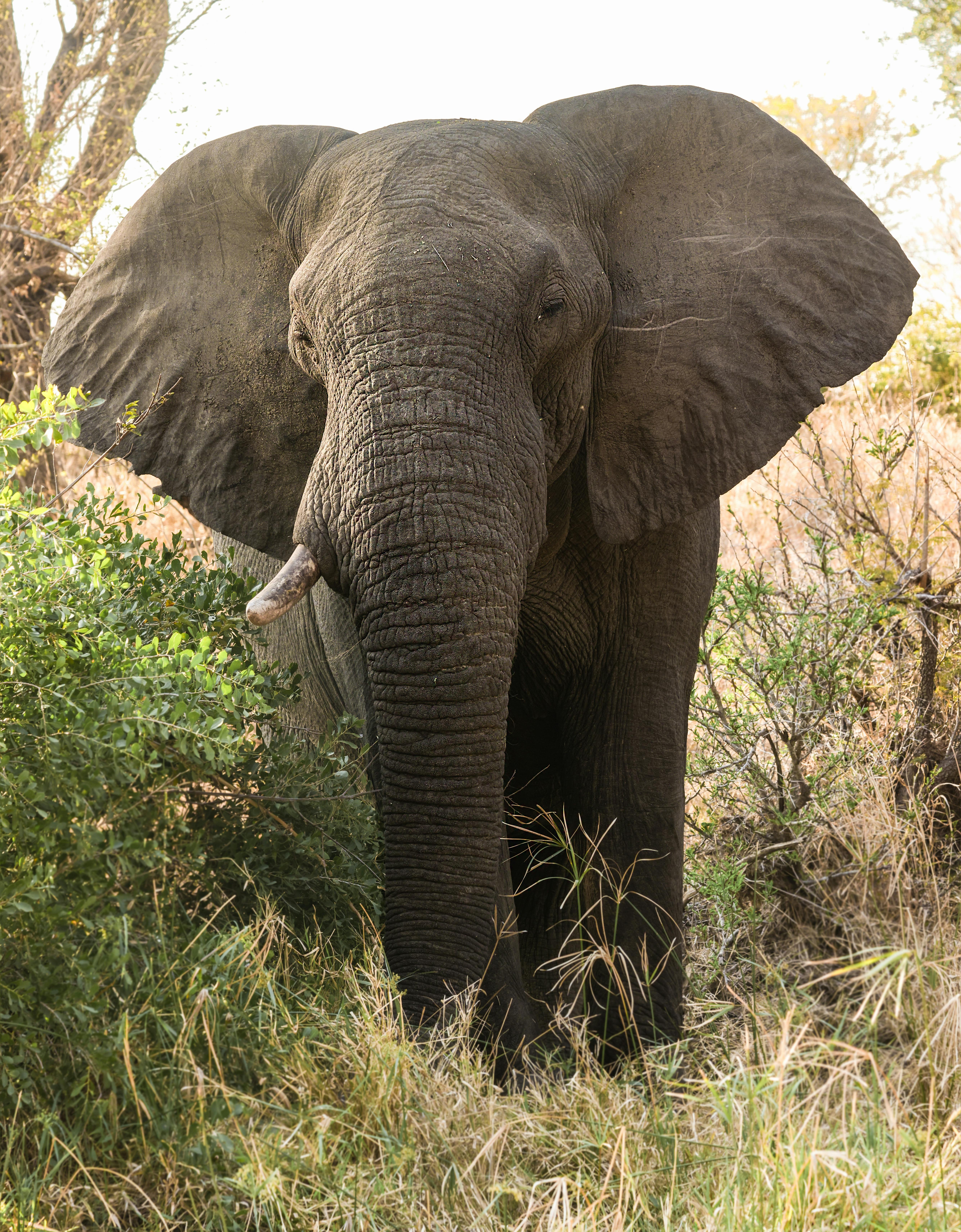 Elephant in Nature · Free Stock Photo