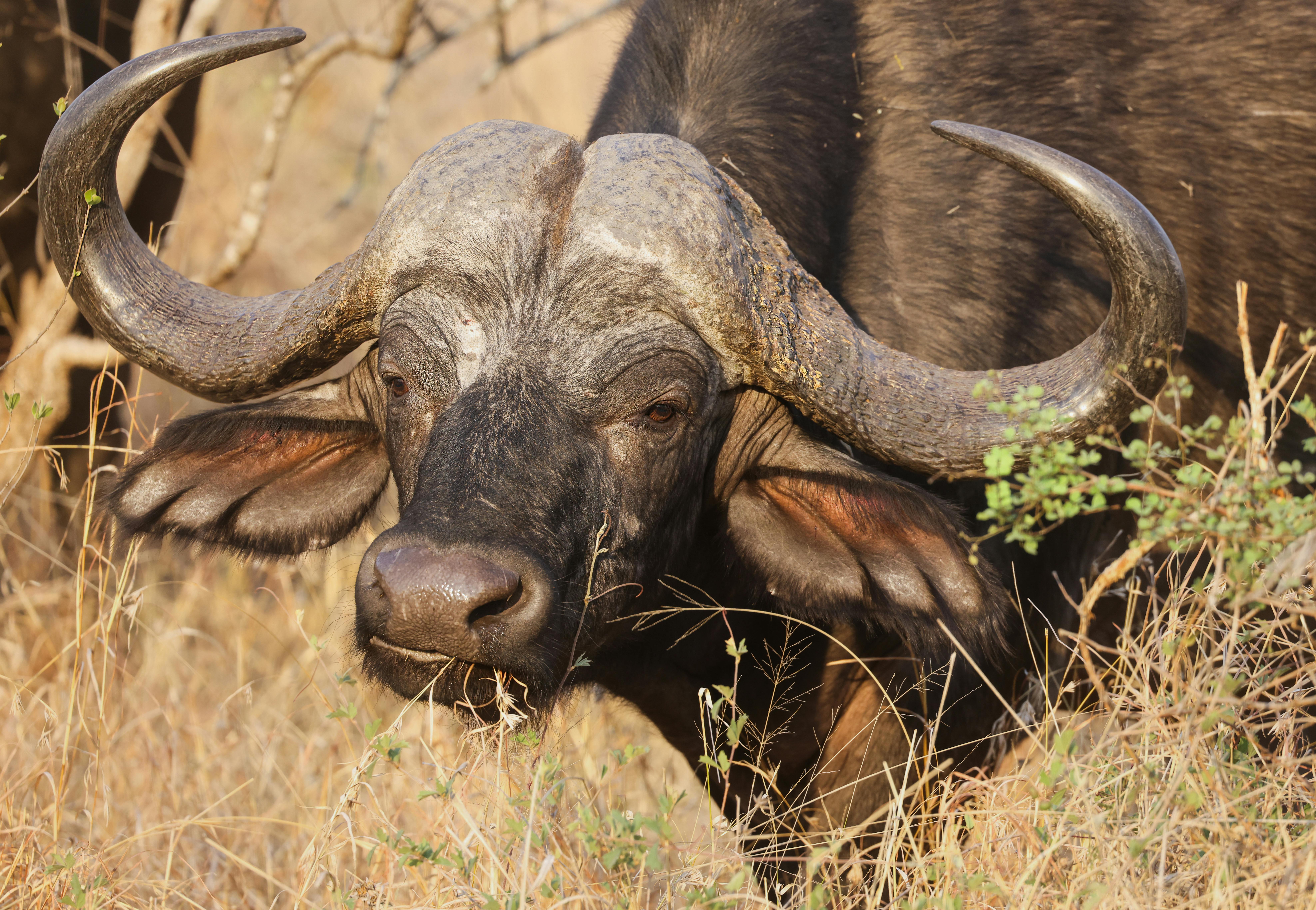 Head of African Buffalo · Free Stock Photo