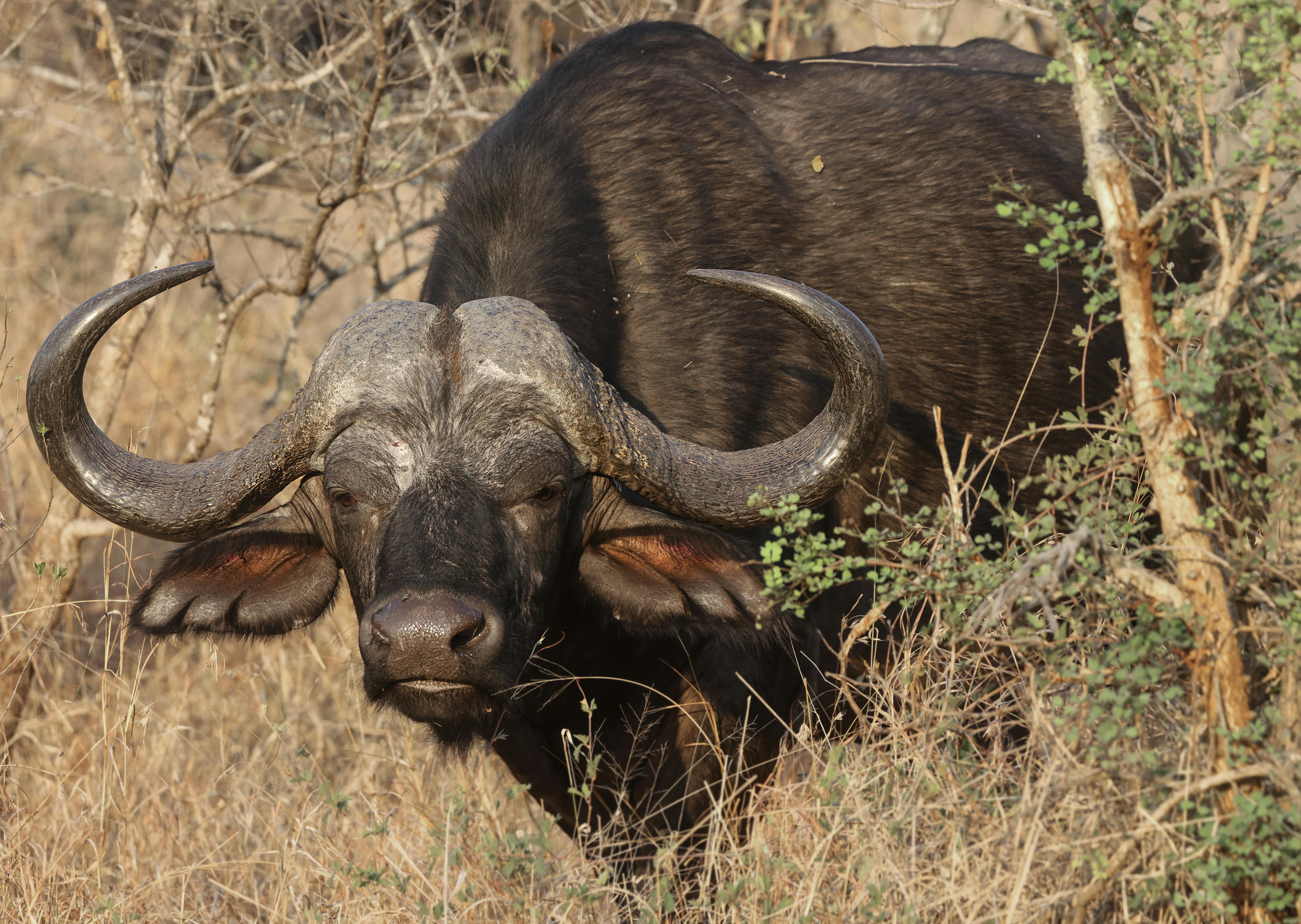 Brown African Buffalo Standing in Bushes · Free Stock Photo