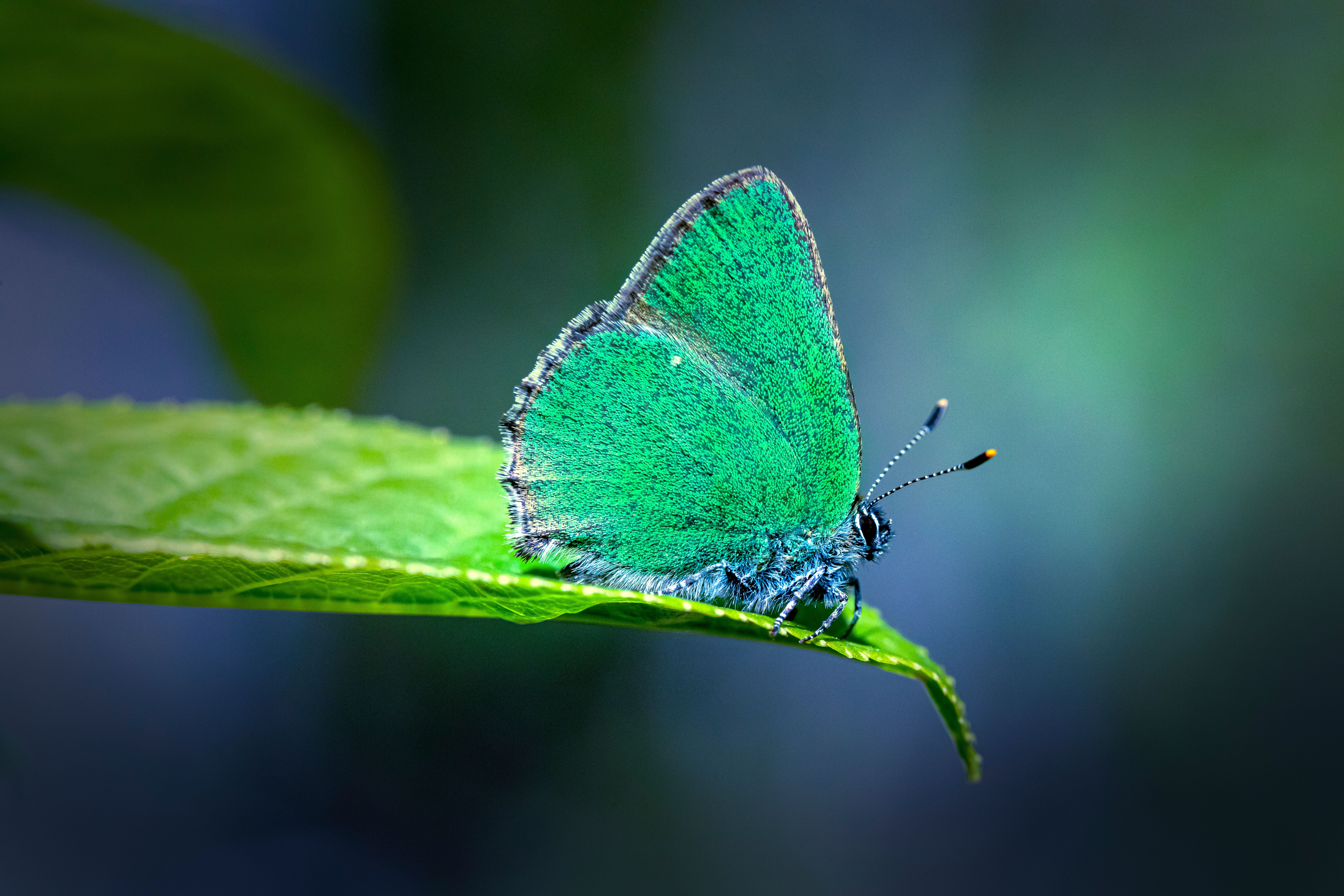 Extreme Close Up Macro Photos, Download The BEST Free Extreme Close Up ...