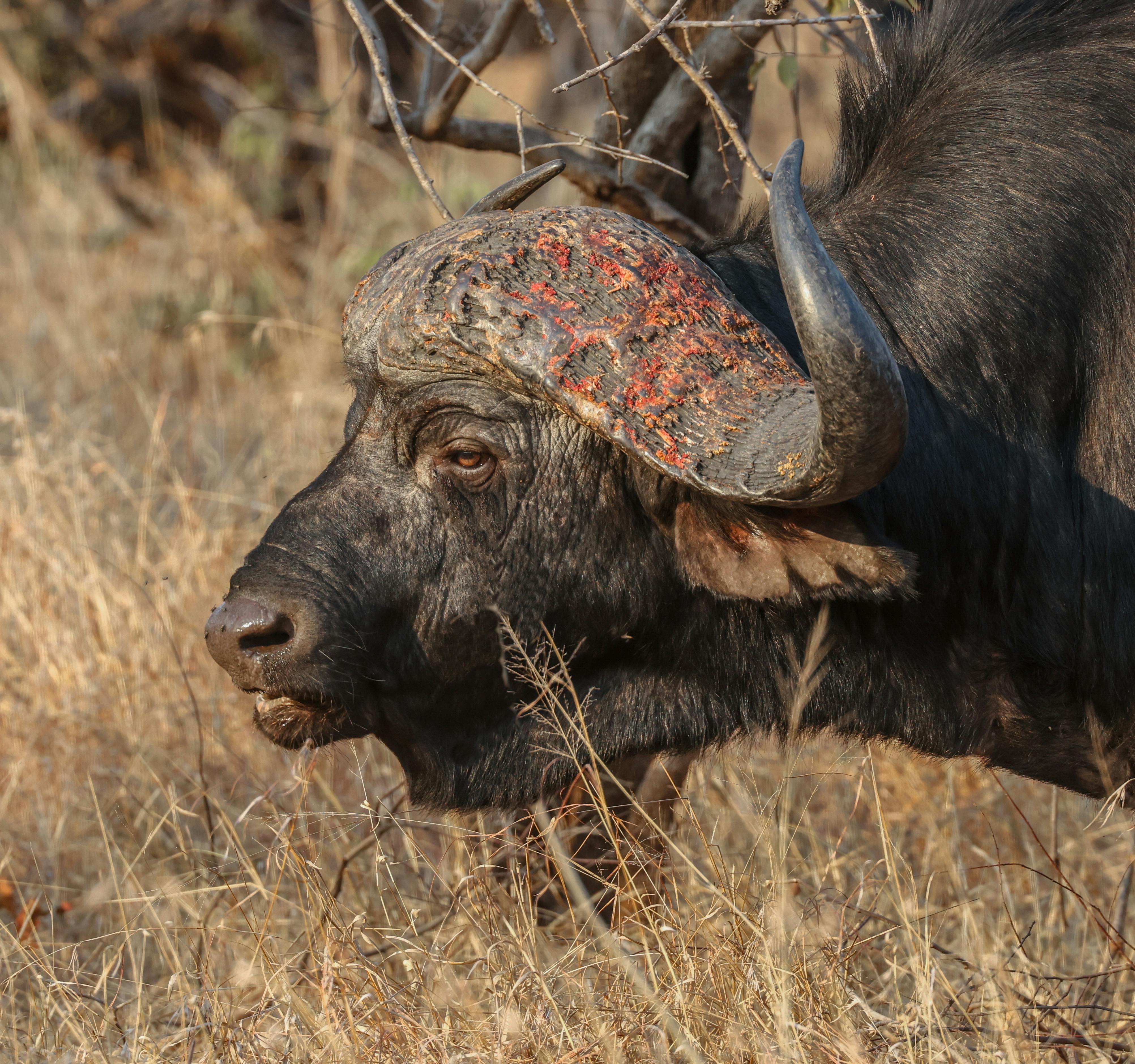 Close-Up Photo of African Buffalo Standing in Grassland · Free Stock Photo