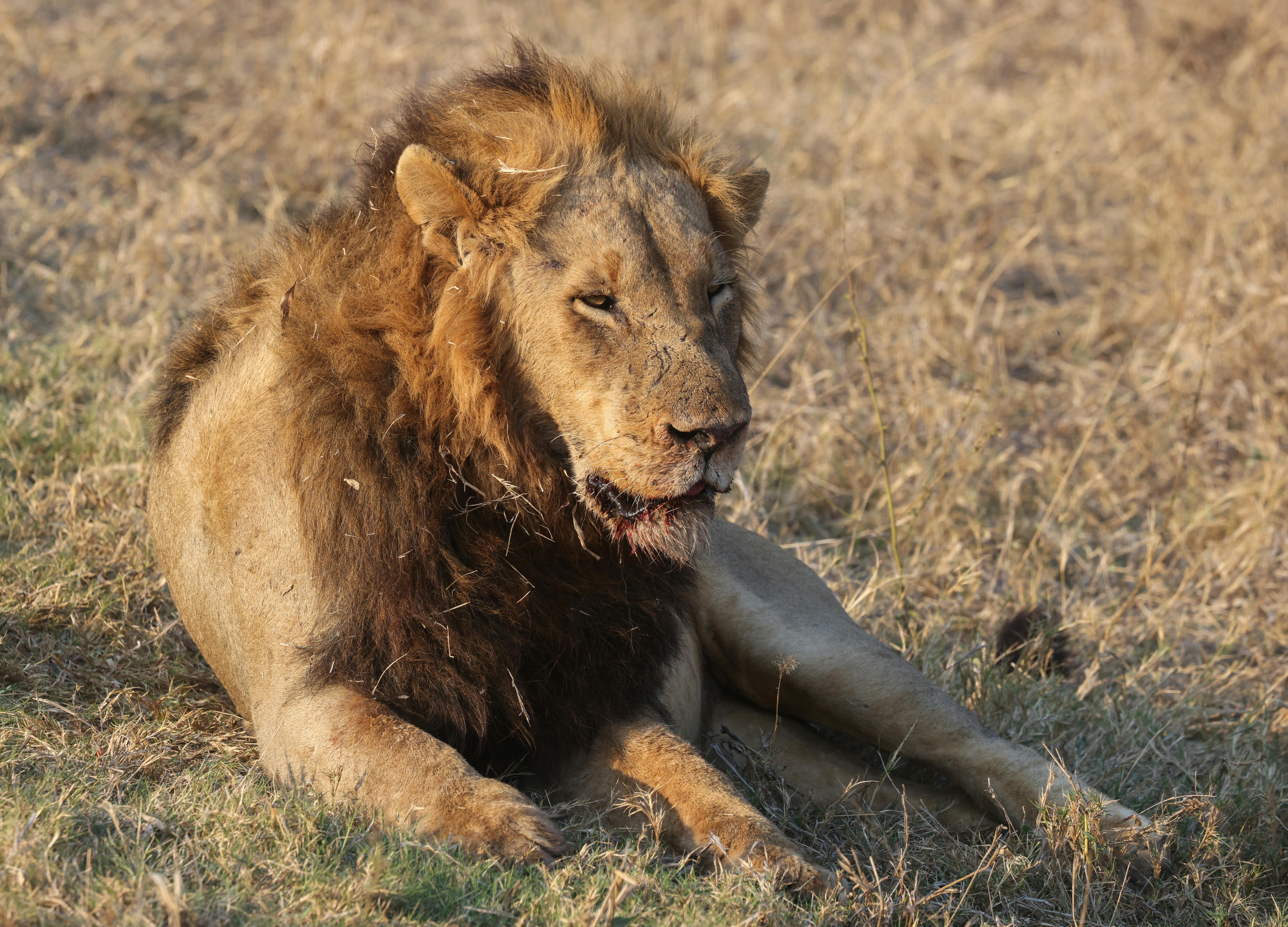 Lion in Savannah · Free Stock Photo